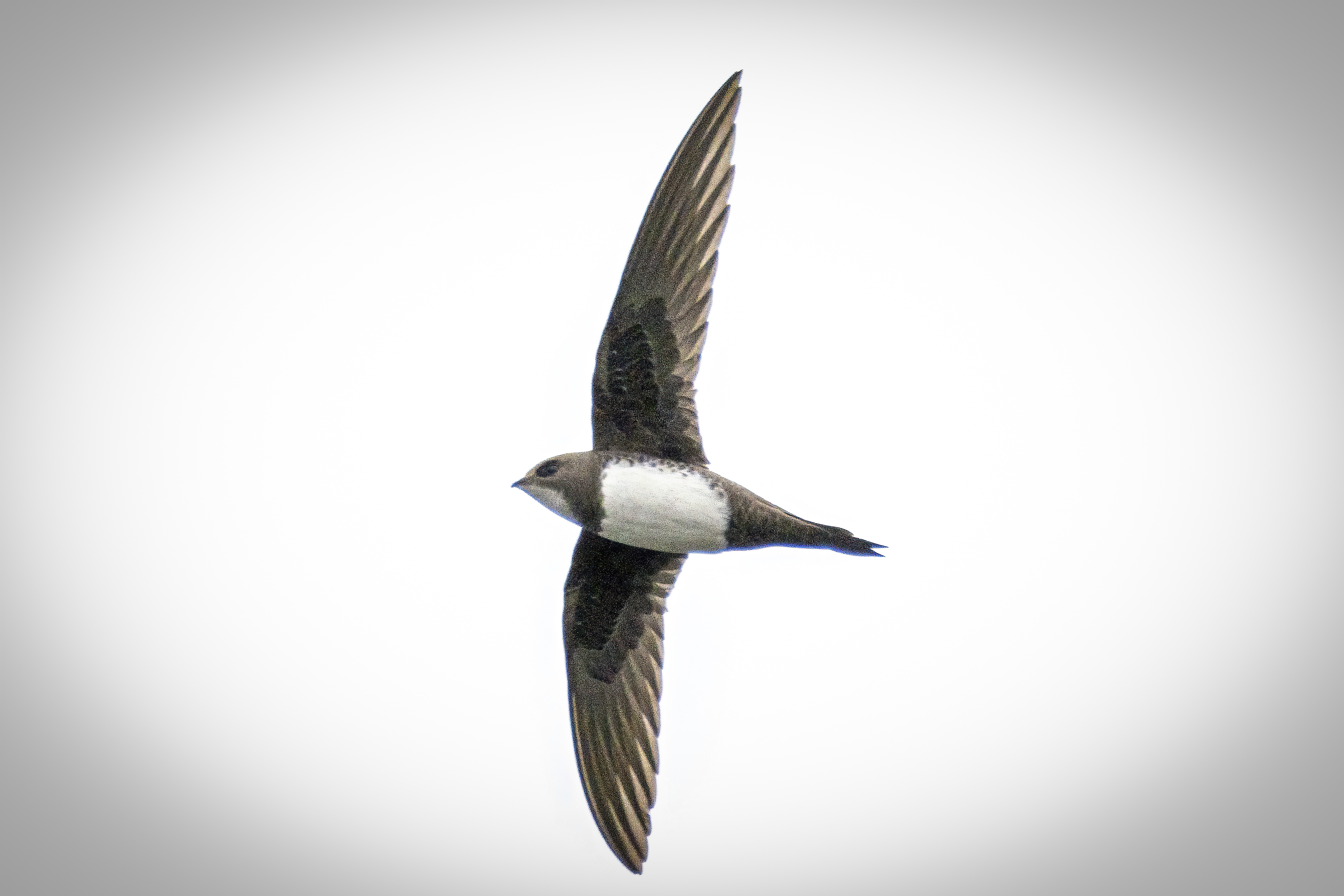 Alpine Swift by Rhoslyn Williams - BirdGuides