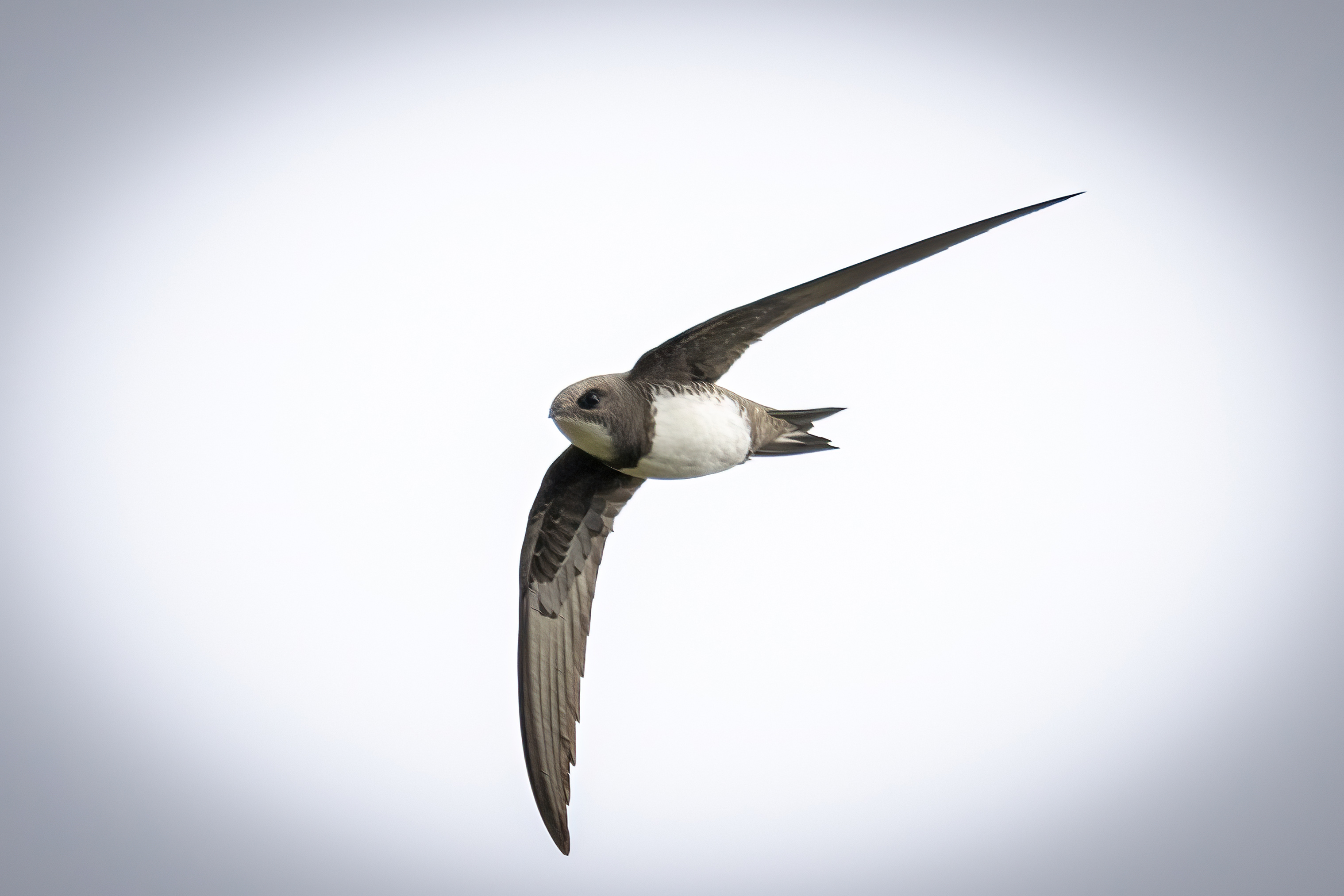 Alpine Swift by Rhoslyn Williams - BirdGuides