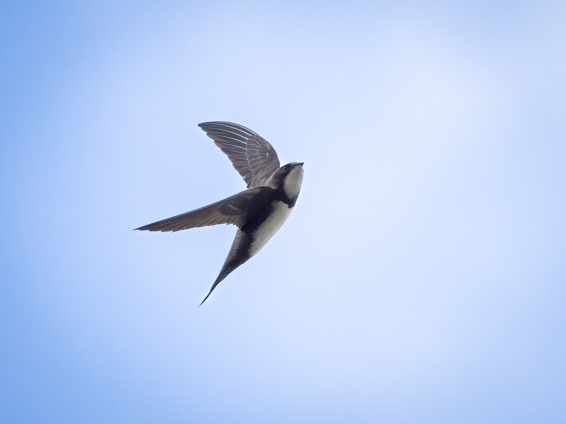 Alpine Swift by Terry Laws - BirdGuides