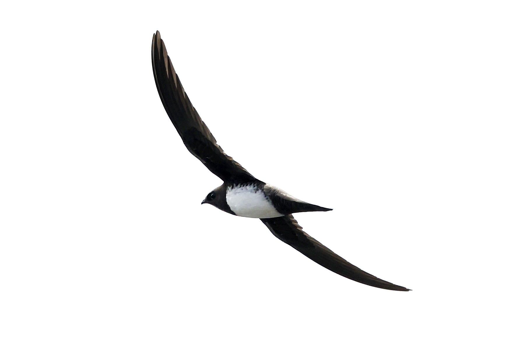 Details : Alpine Swift - BirdGuides