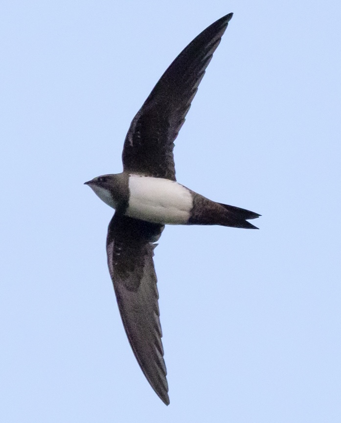 Alpine Swift by Scott Usher - BirdGuides