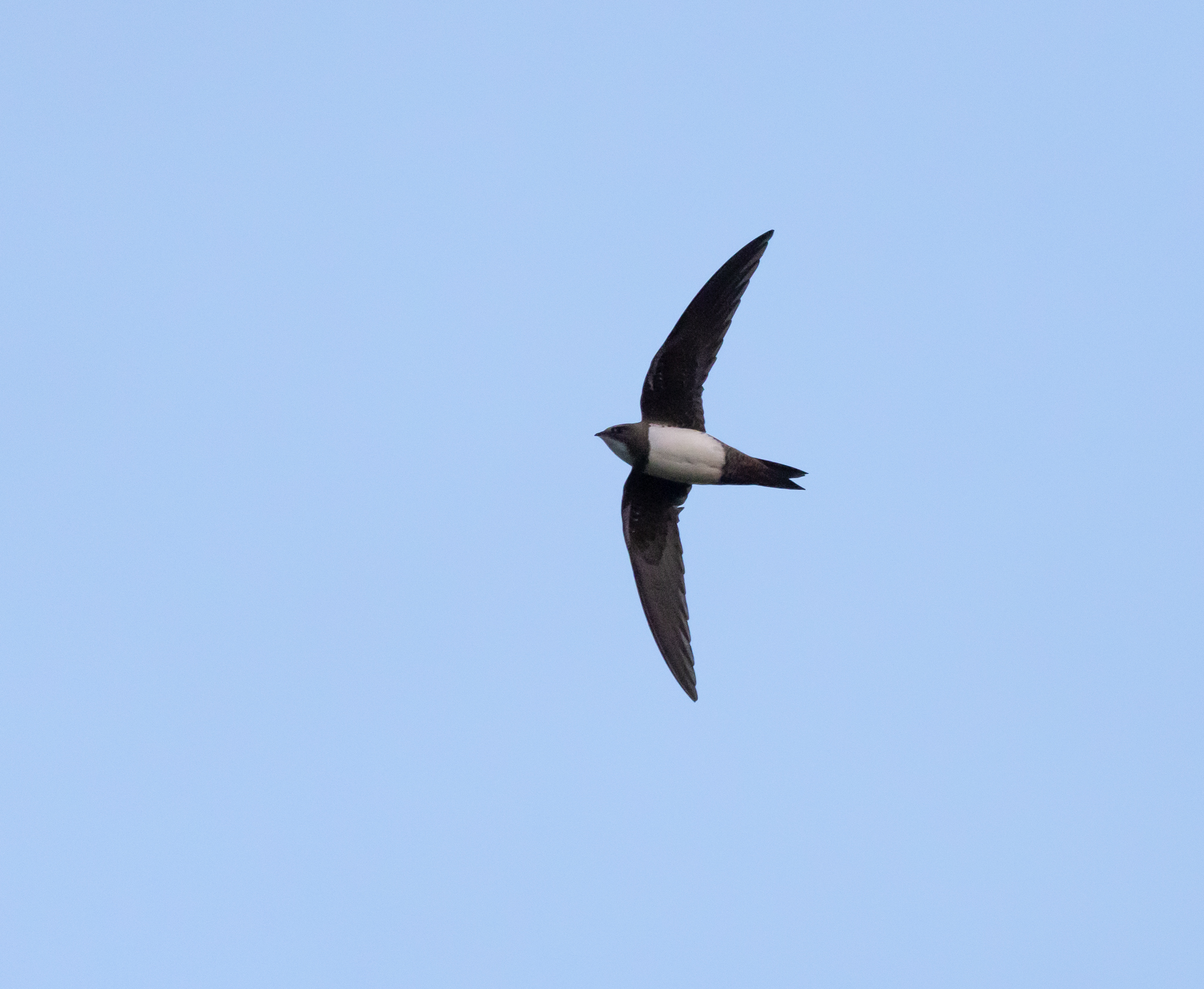 Alpine Swift by Scott Usher - BirdGuides