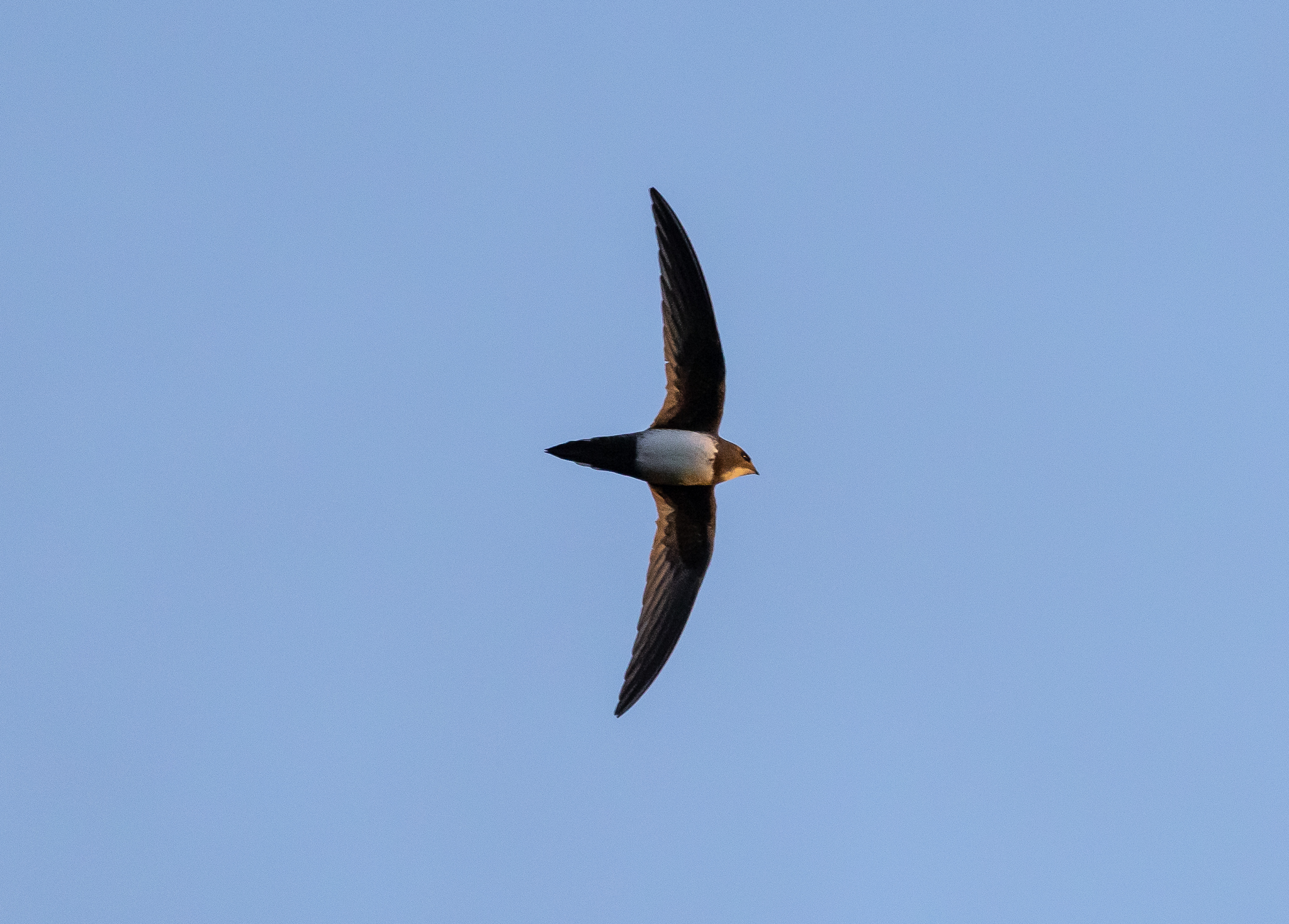 Alpine Swift by Scott Usher - BirdGuides