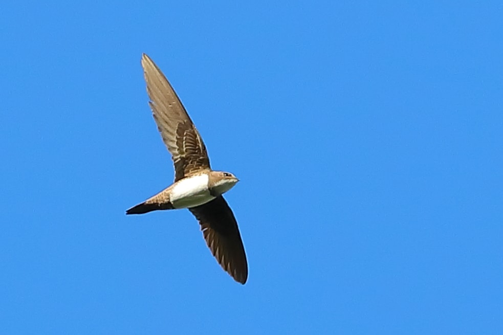 Alpine Swift by Mike Trew - BirdGuides