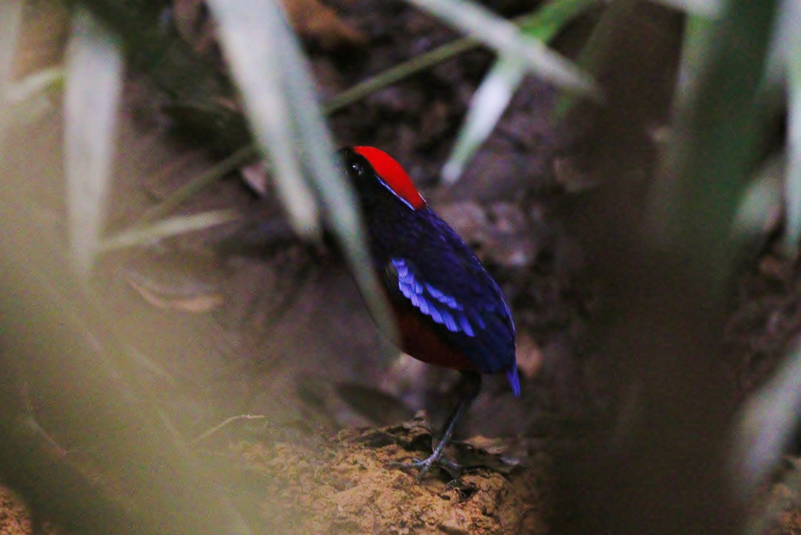 Garnet Pitta by M J Bond - BirdGuides