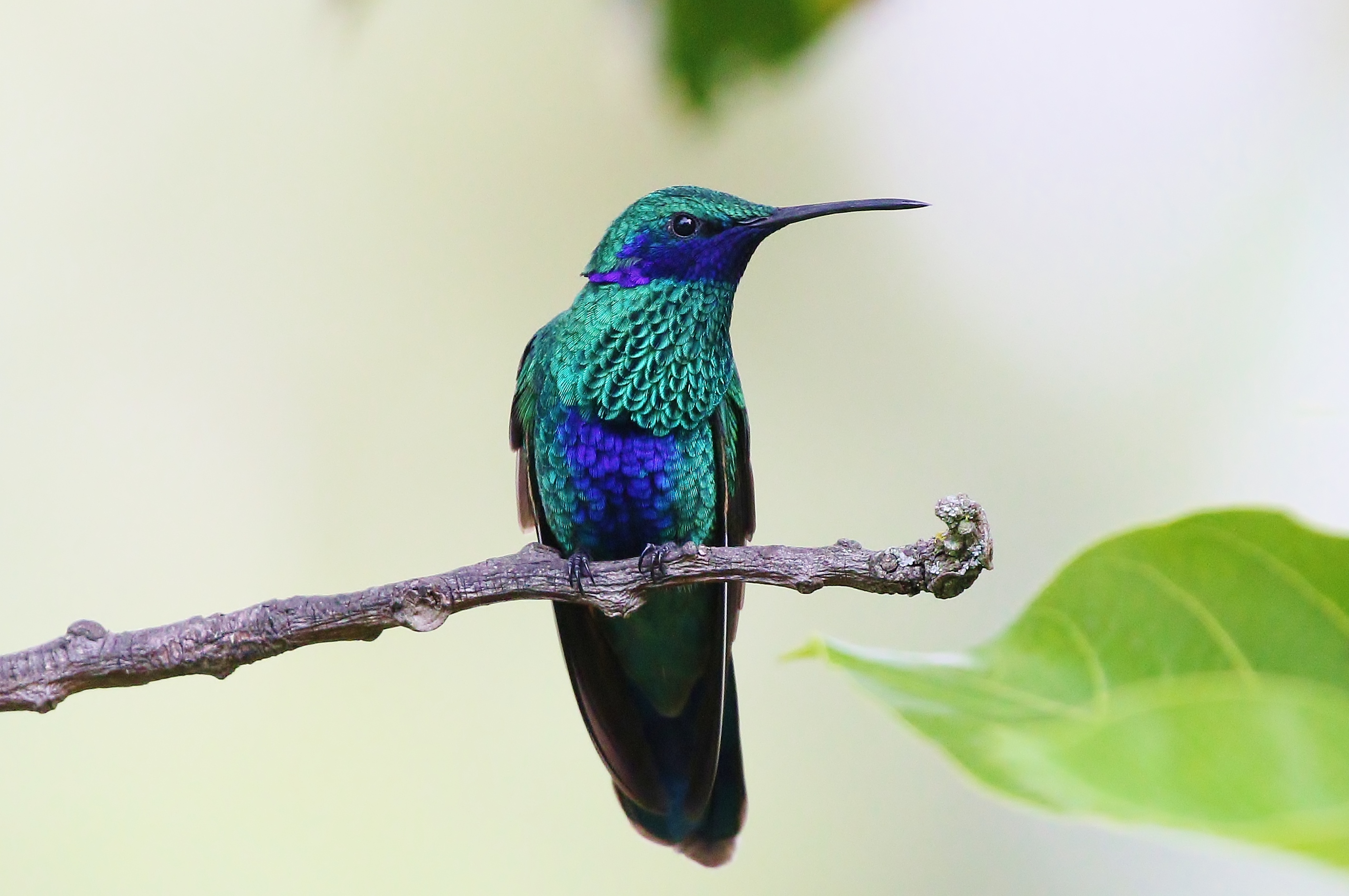Details : Sparkling Violetear - BirdGuides