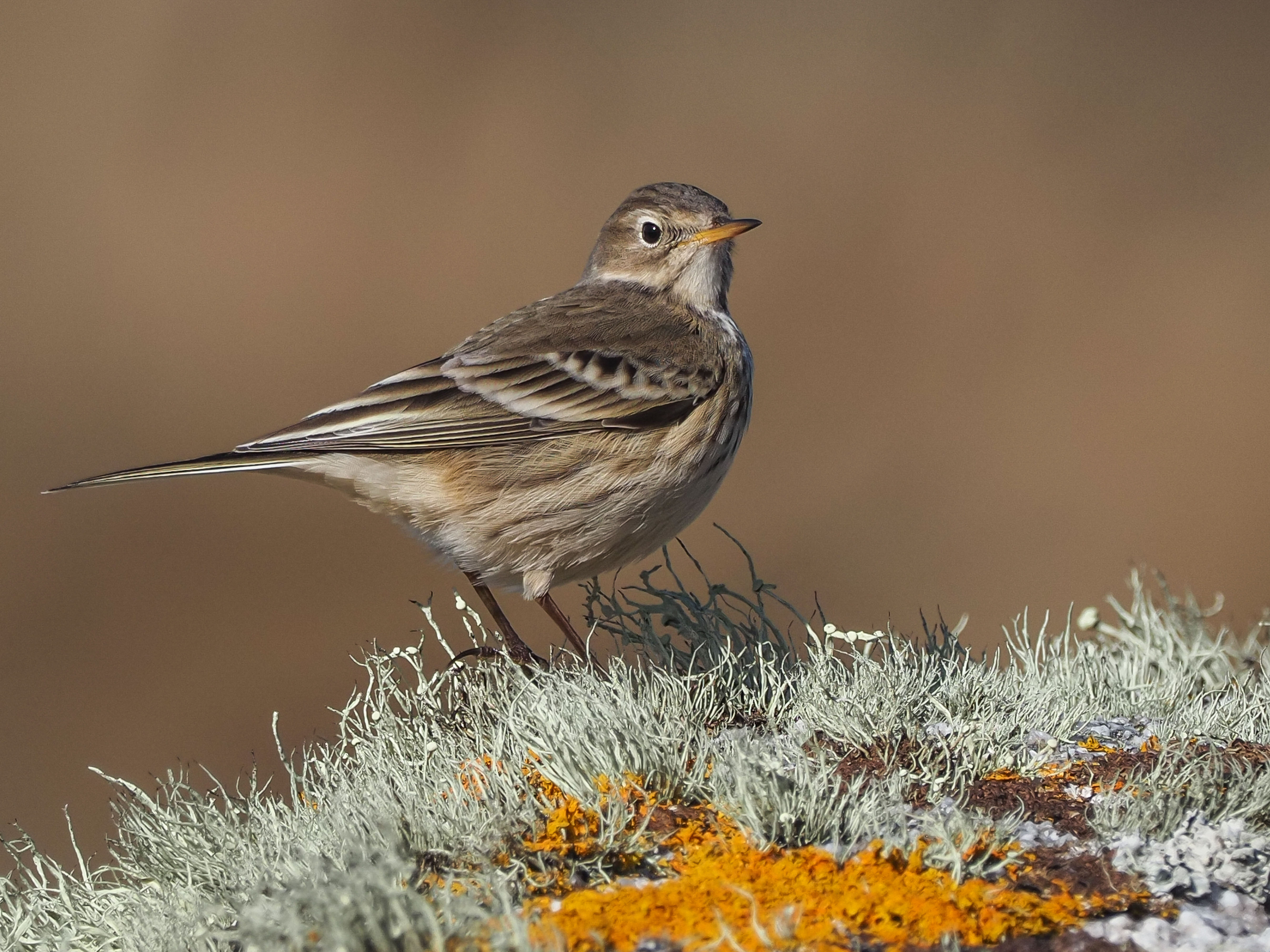 Details : American Buff-bellied Pipit - BirdGuides