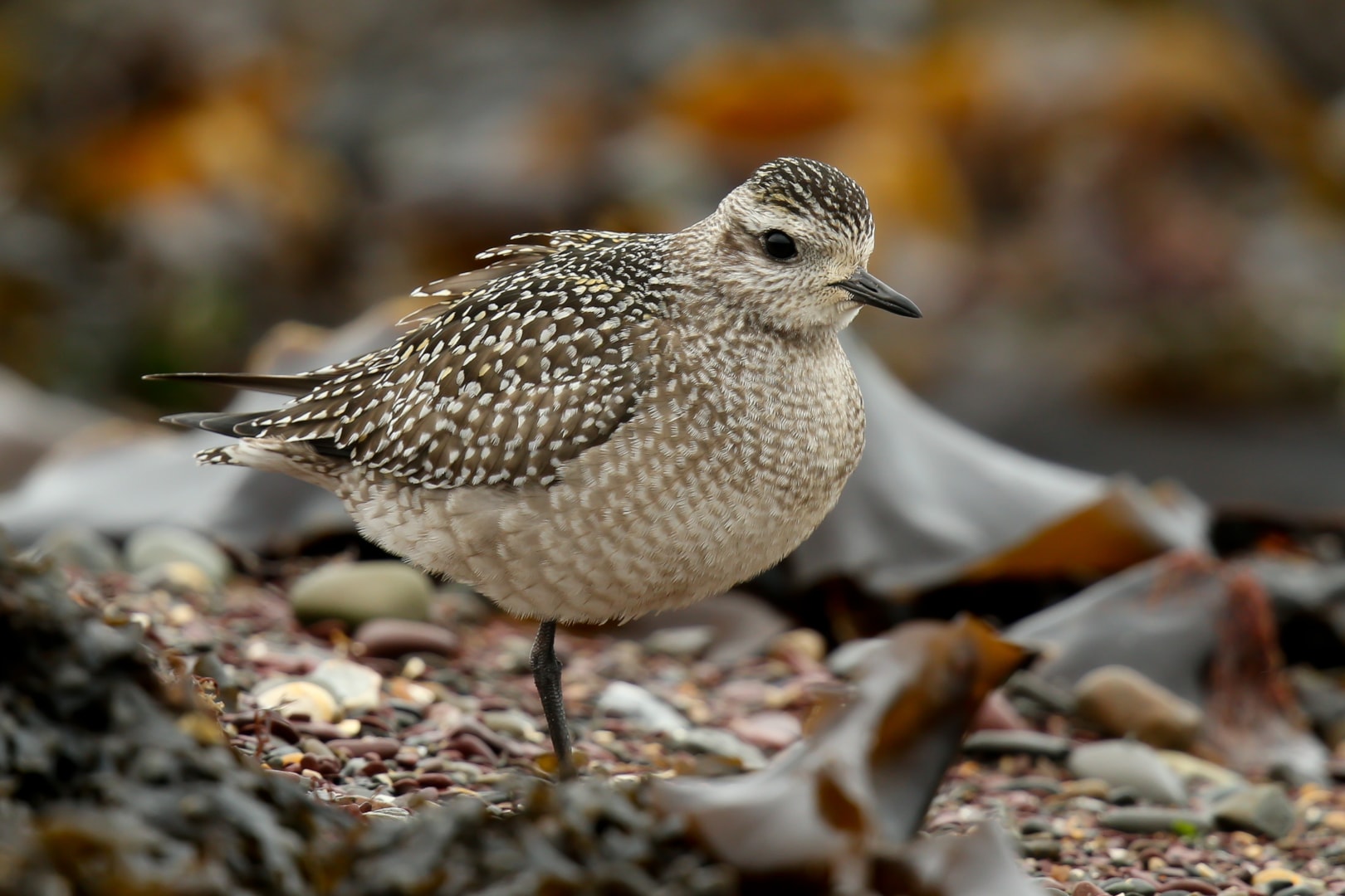 American Golden Plover by Lee Gregory - BirdGuides