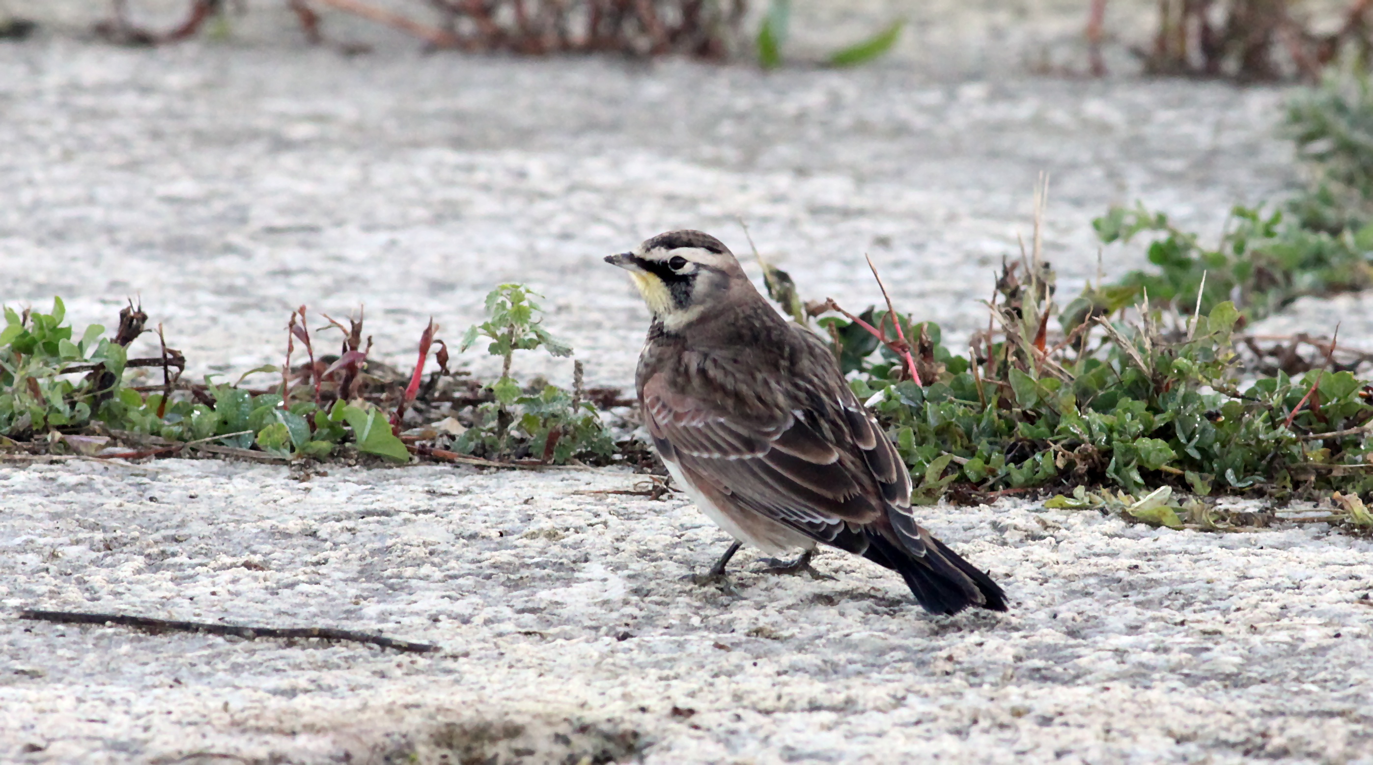 Details : American Horned Lark - BirdGuides