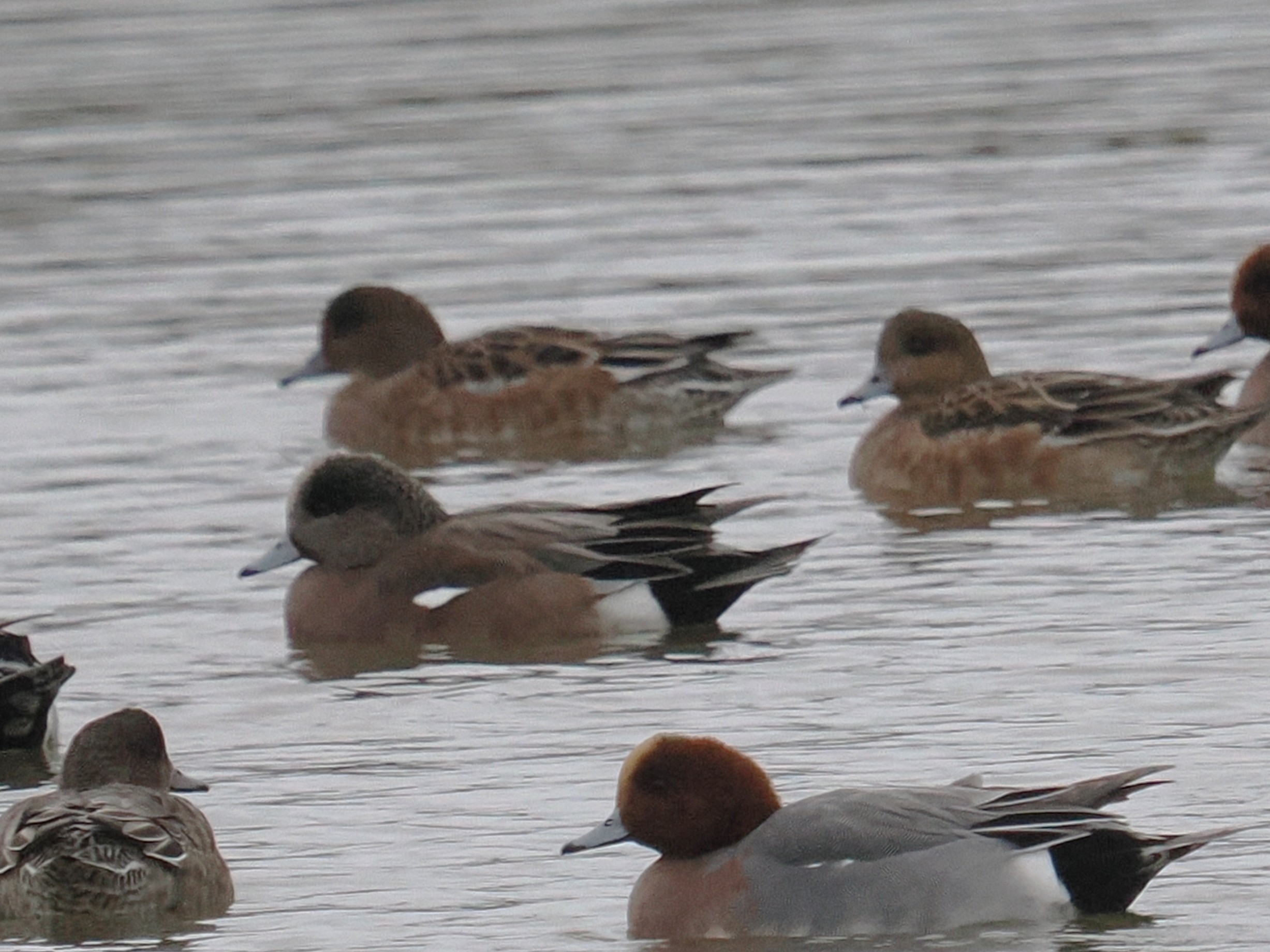 American Wigeon by Nicholas Parker - BirdGuides