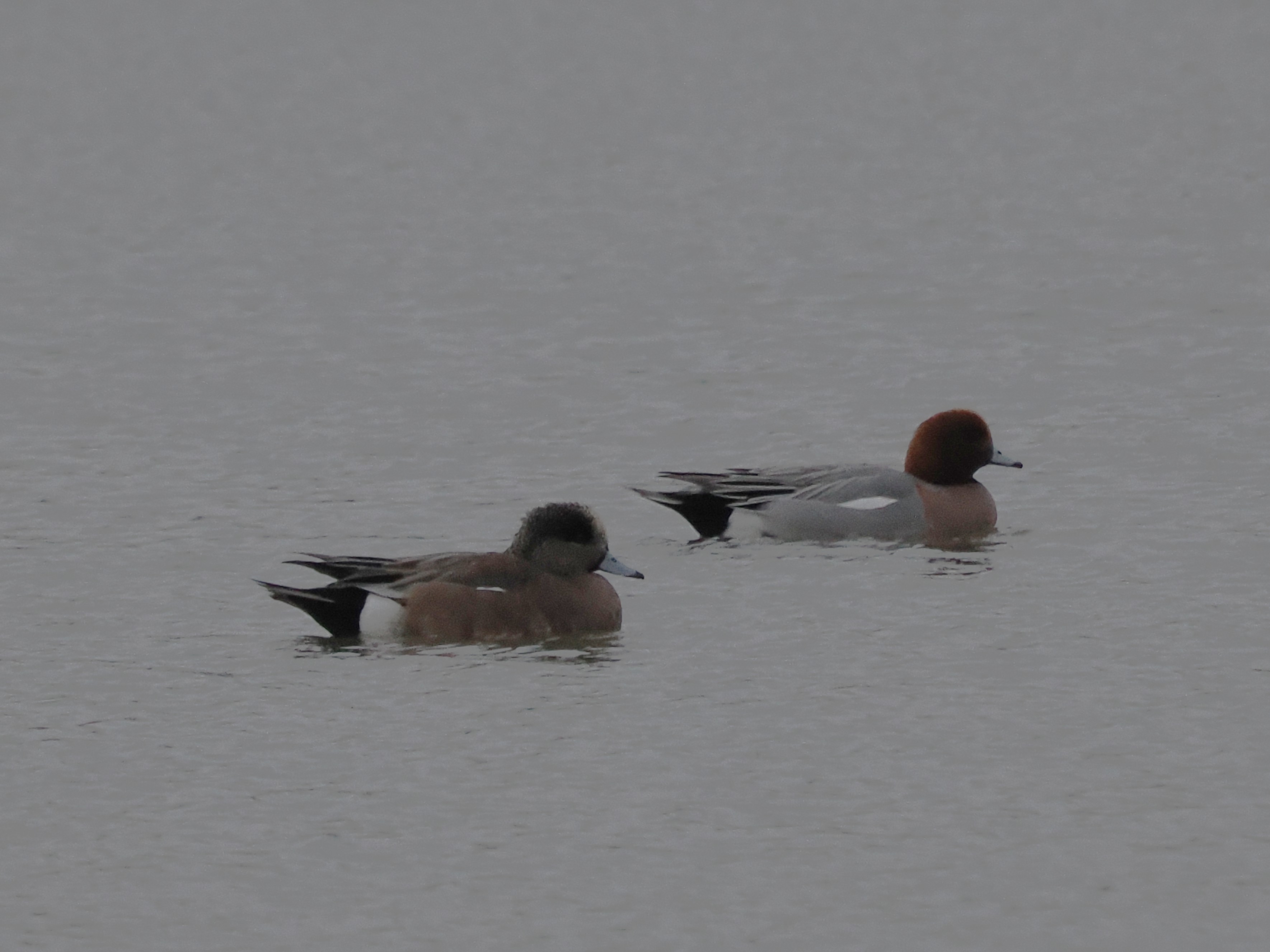 American Wigeon by Nicholas Parker - BirdGuides
