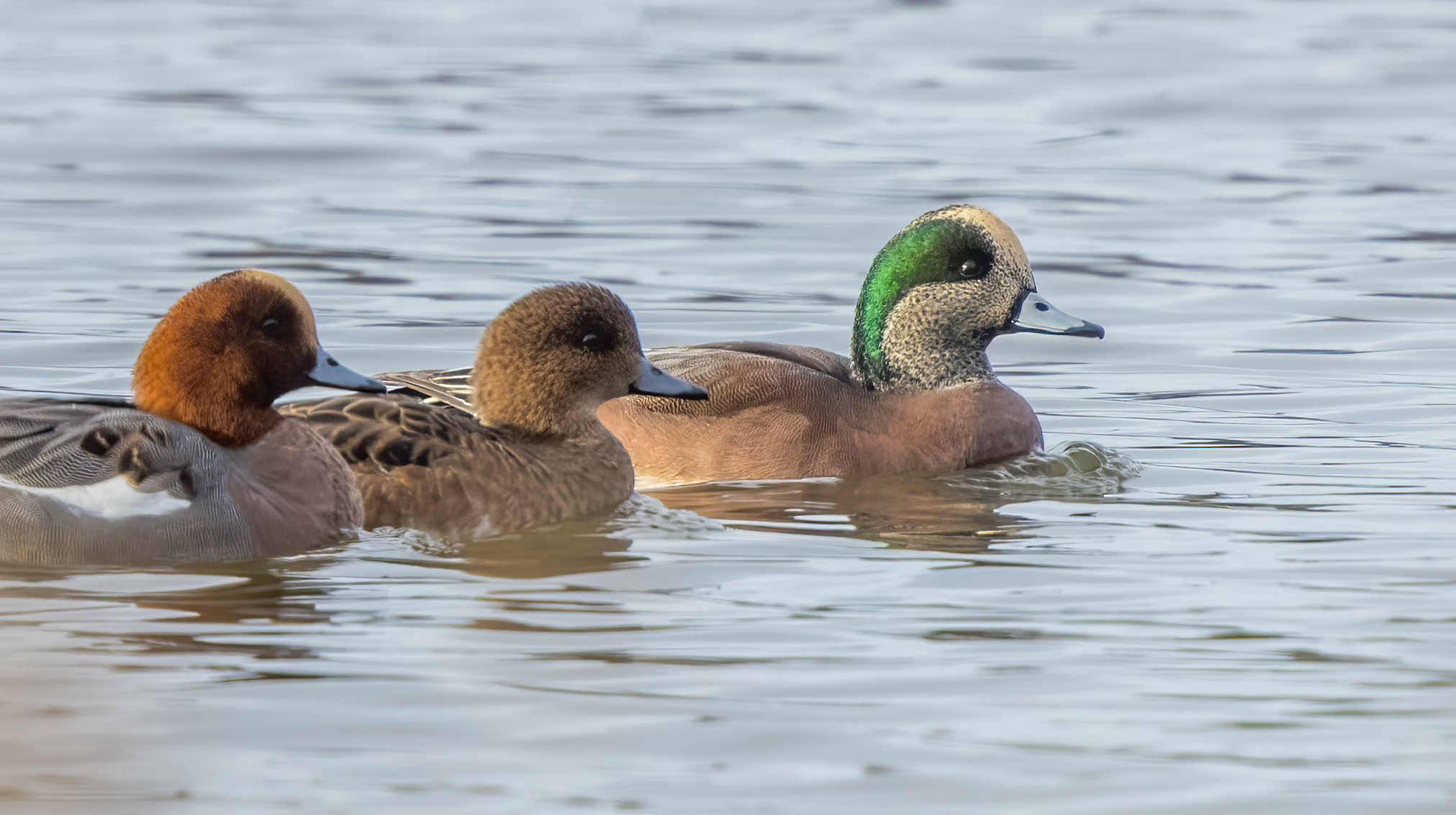 American Wigeon by Peter Garrity - BirdGuides