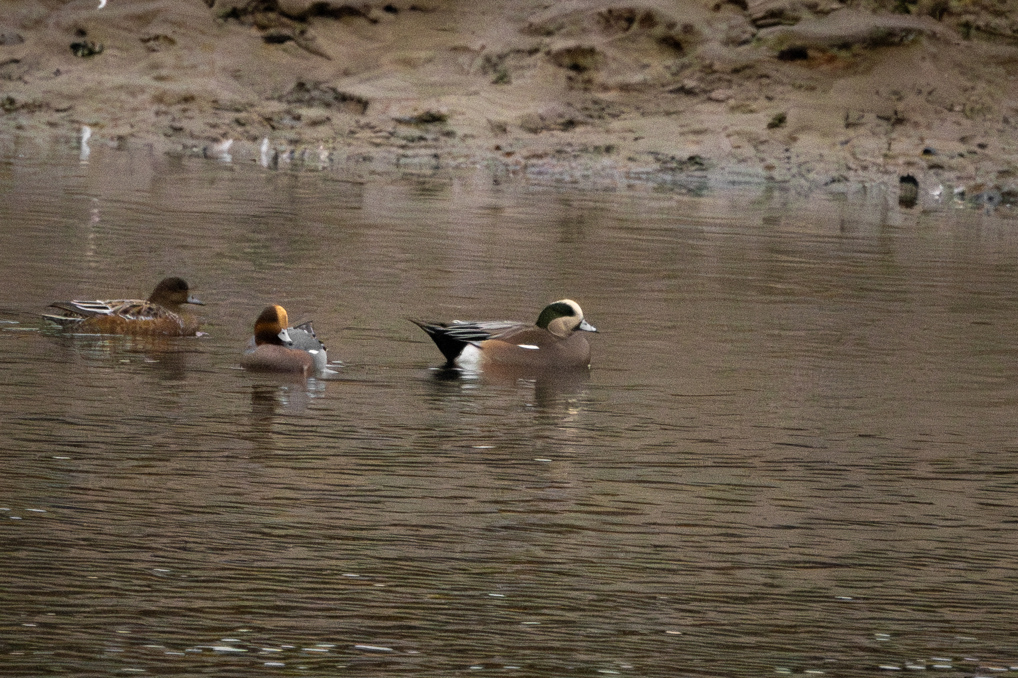 American Wigeon by James Shrimpton - BirdGuides