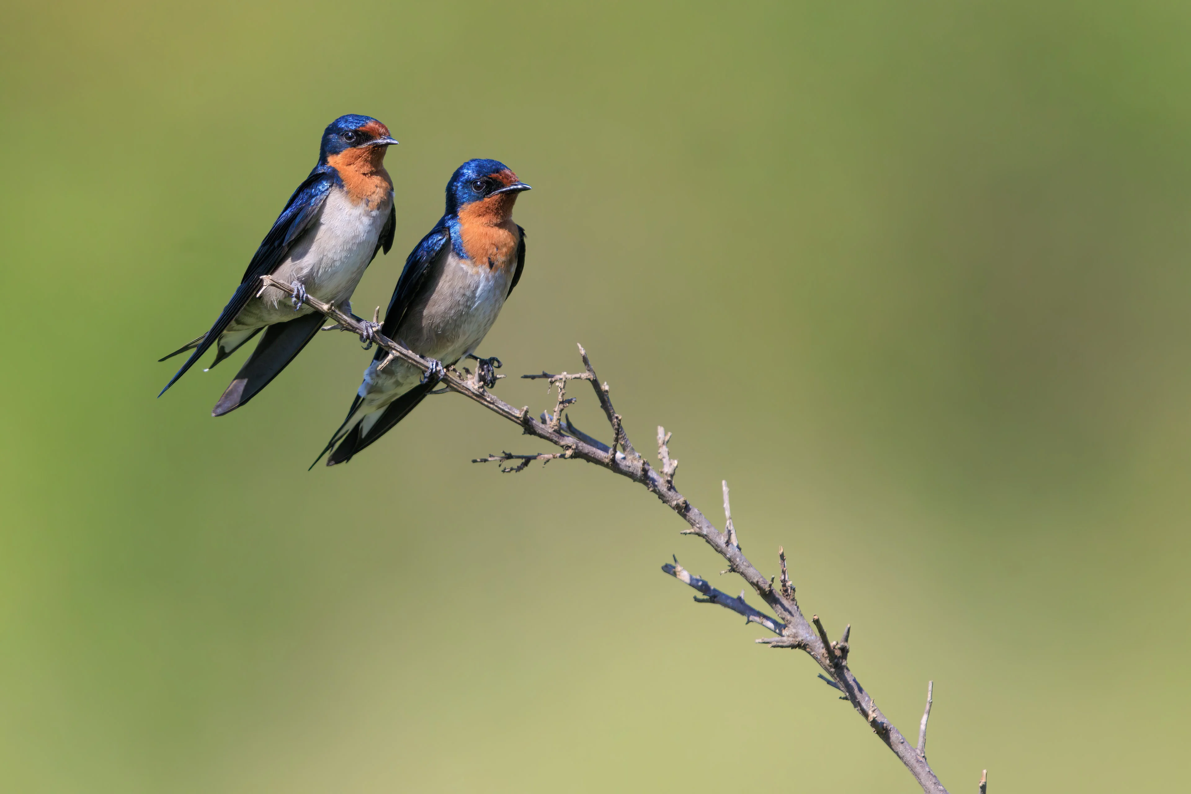 Details : Angola Swallow - BirdGuides