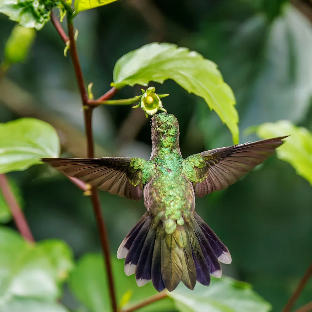Details : Antillean Crested Hummingbird - BirdGuides