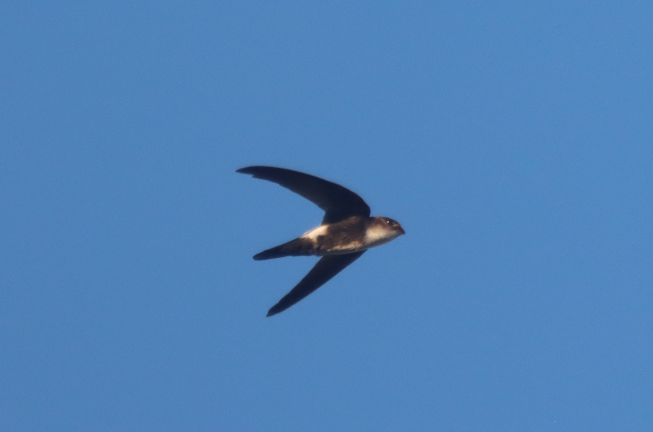 Antillean Palm Swift by DAVID Griffiths - BirdGuides