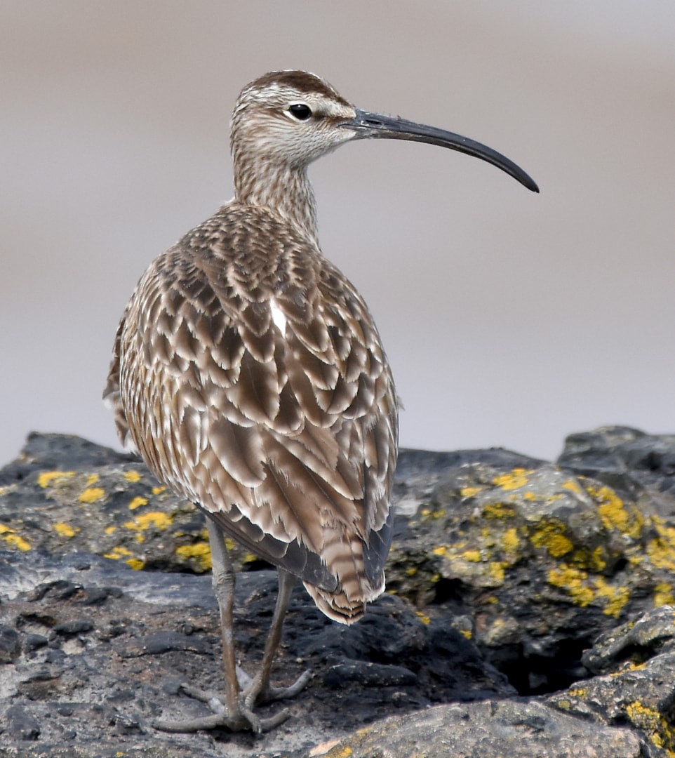 Whimbrel by Carl Bovis - BirdGuides