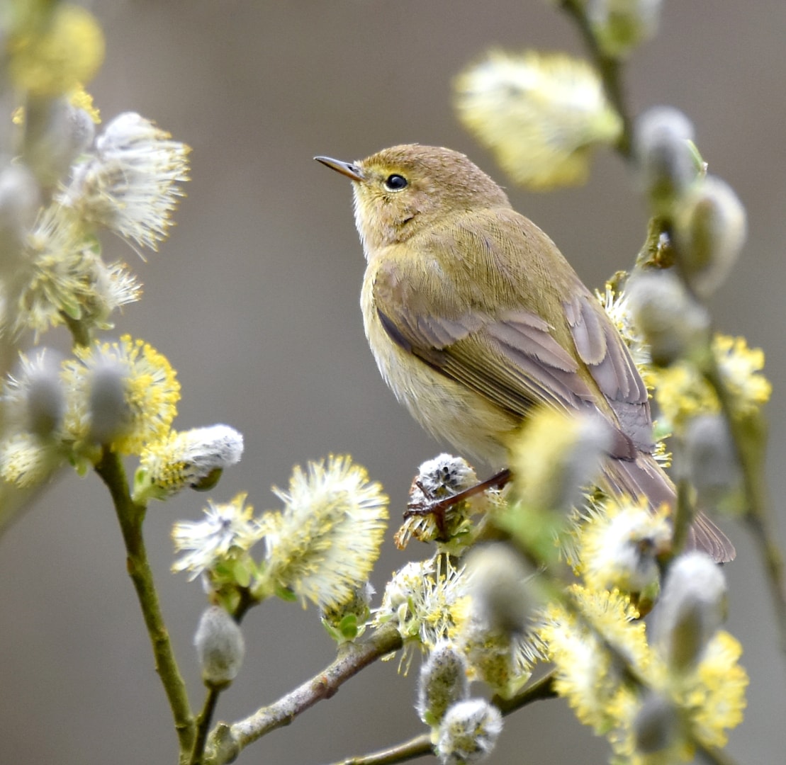 Common Chiffchaff by Carl Bovis - BirdGuides