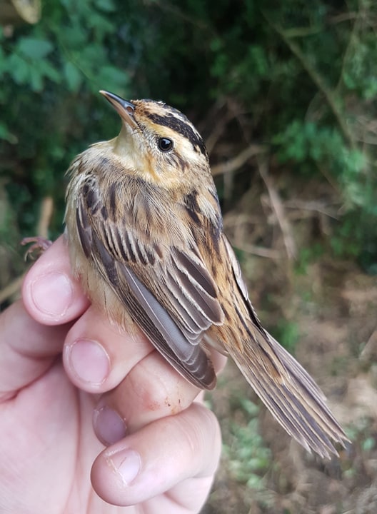 Details : Aquatic Warbler - BirdGuides