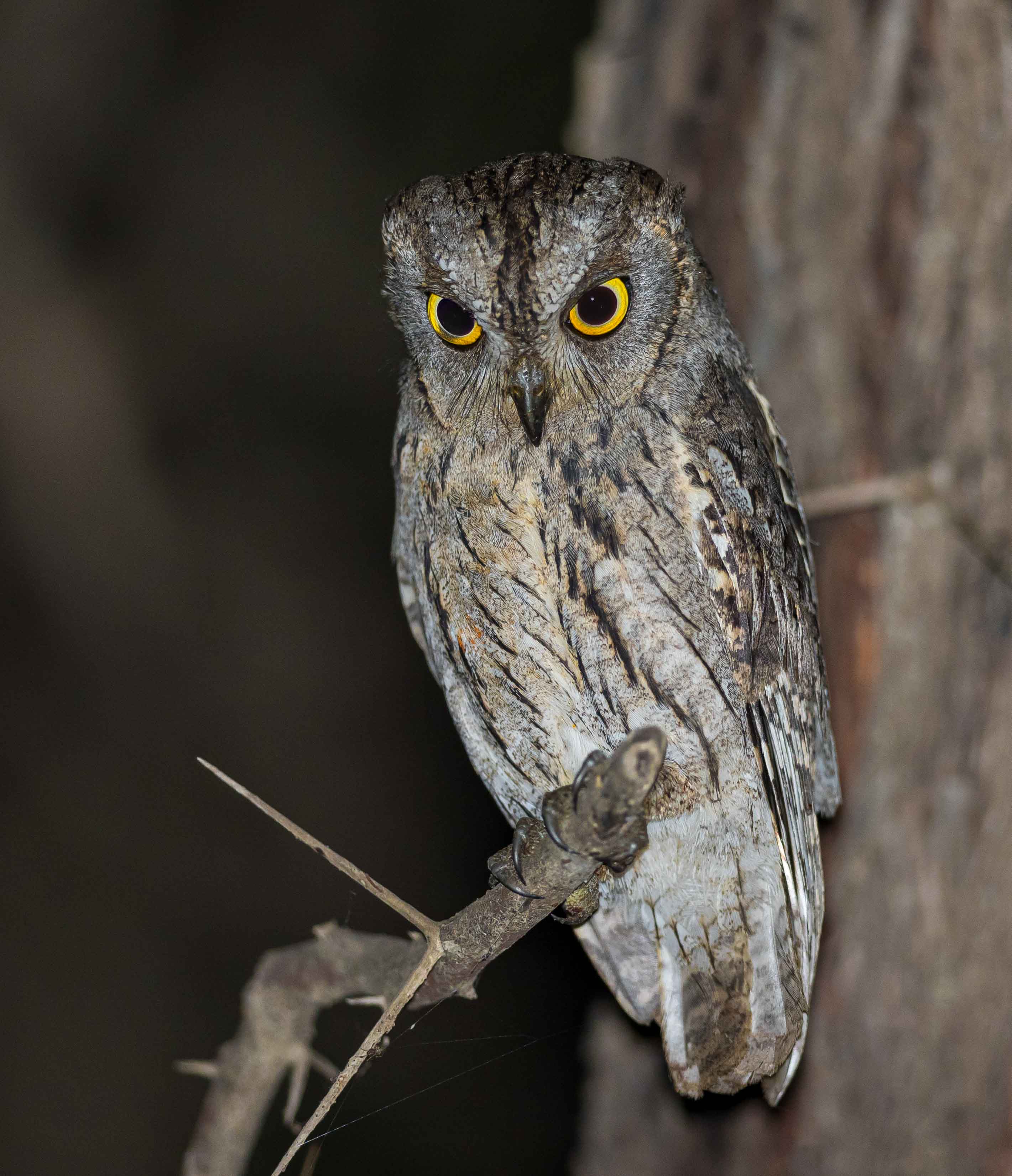 Details : Arabian Scops Owl - BirdGuides