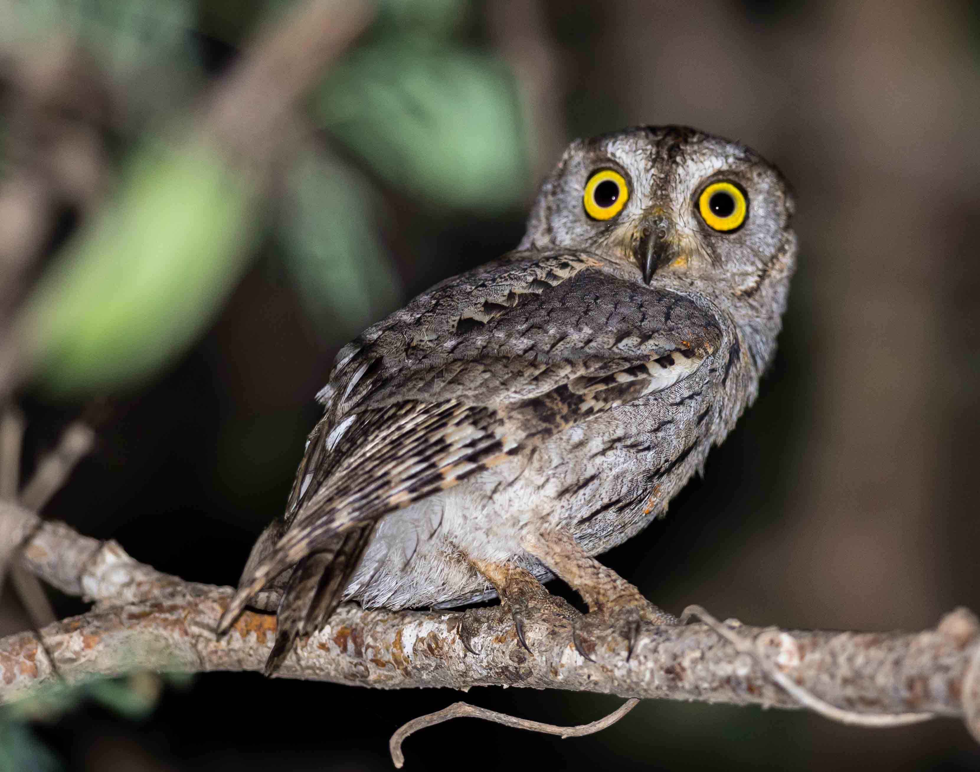 Arabian Scops Owl by Paul Reed - BirdGuides