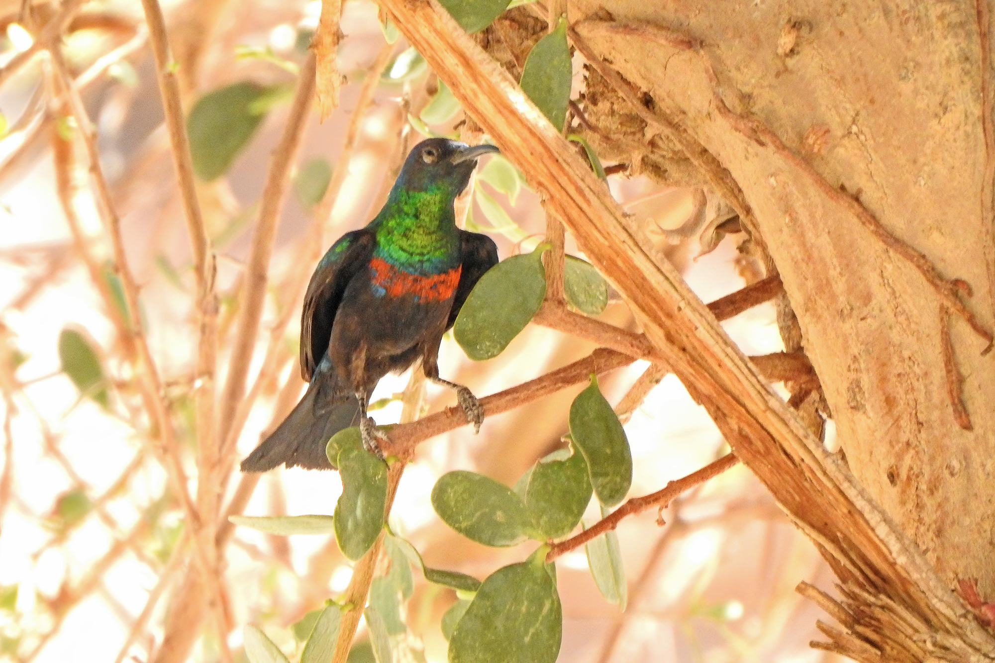 Details : Arabian Sunbird - BirdGuides