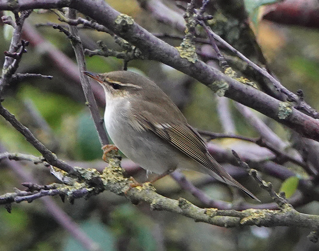 Details : Arctic Warbler - BirdGuides