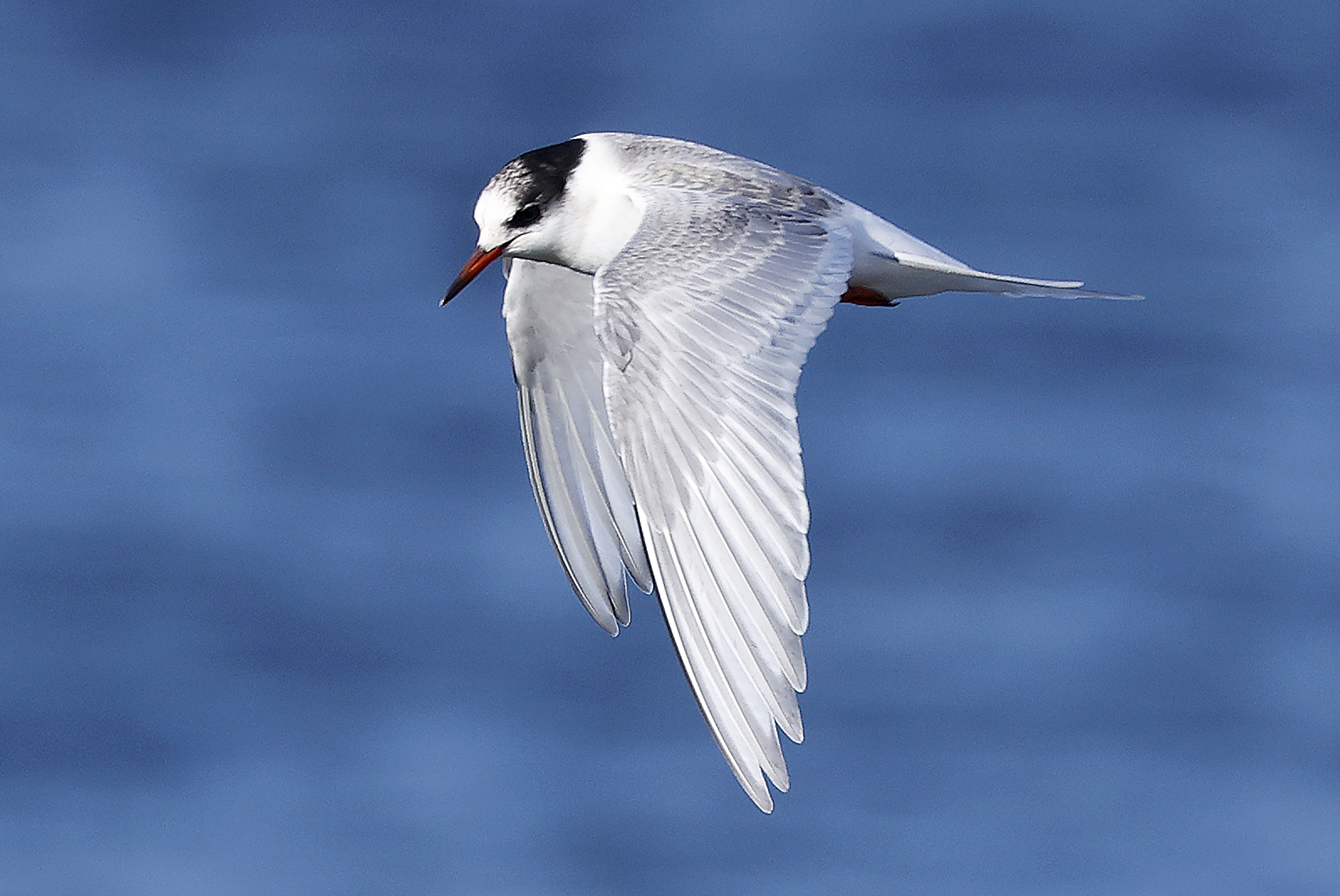 Arctic Tern by Mike Haberfield - BirdGuides