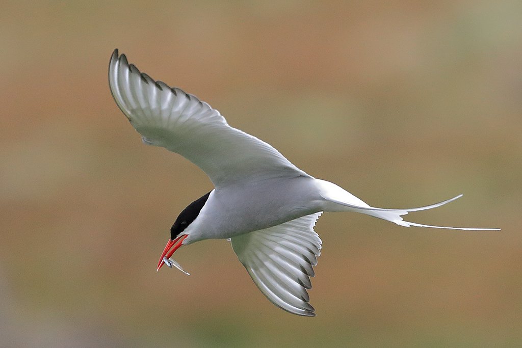 Arctic Tern migration mapped in unprecedented detail - BirdGuides
