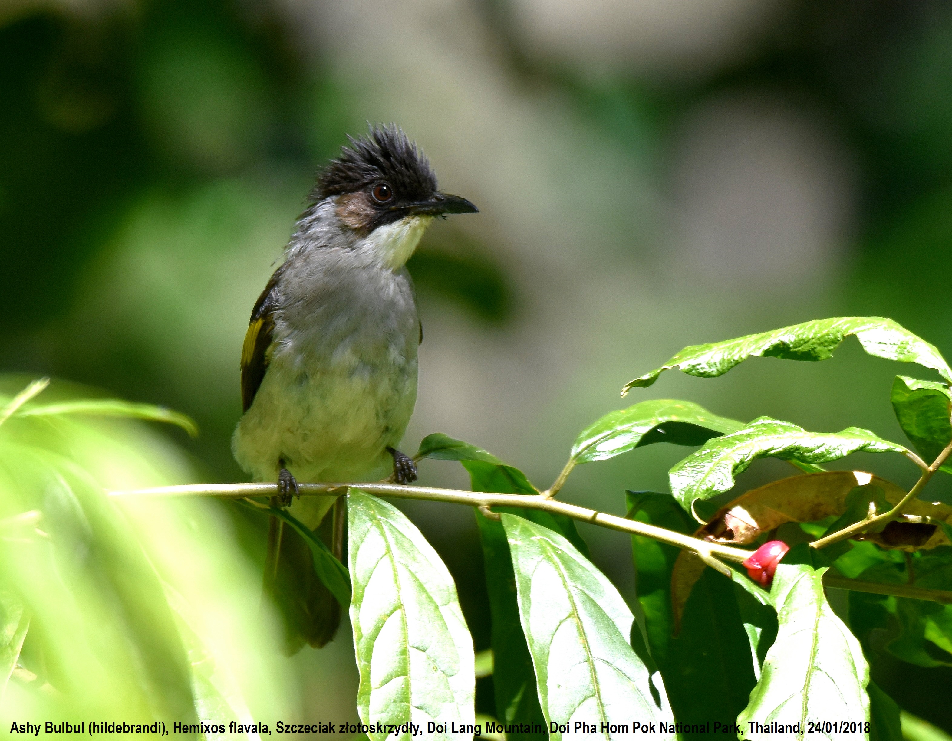 Details : Ashy Bulbul - BirdGuides
