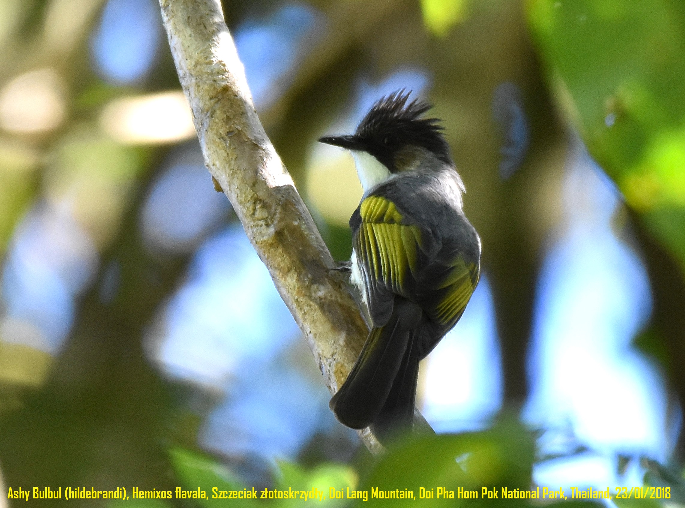 Details : Ashy Bulbul - BirdGuides