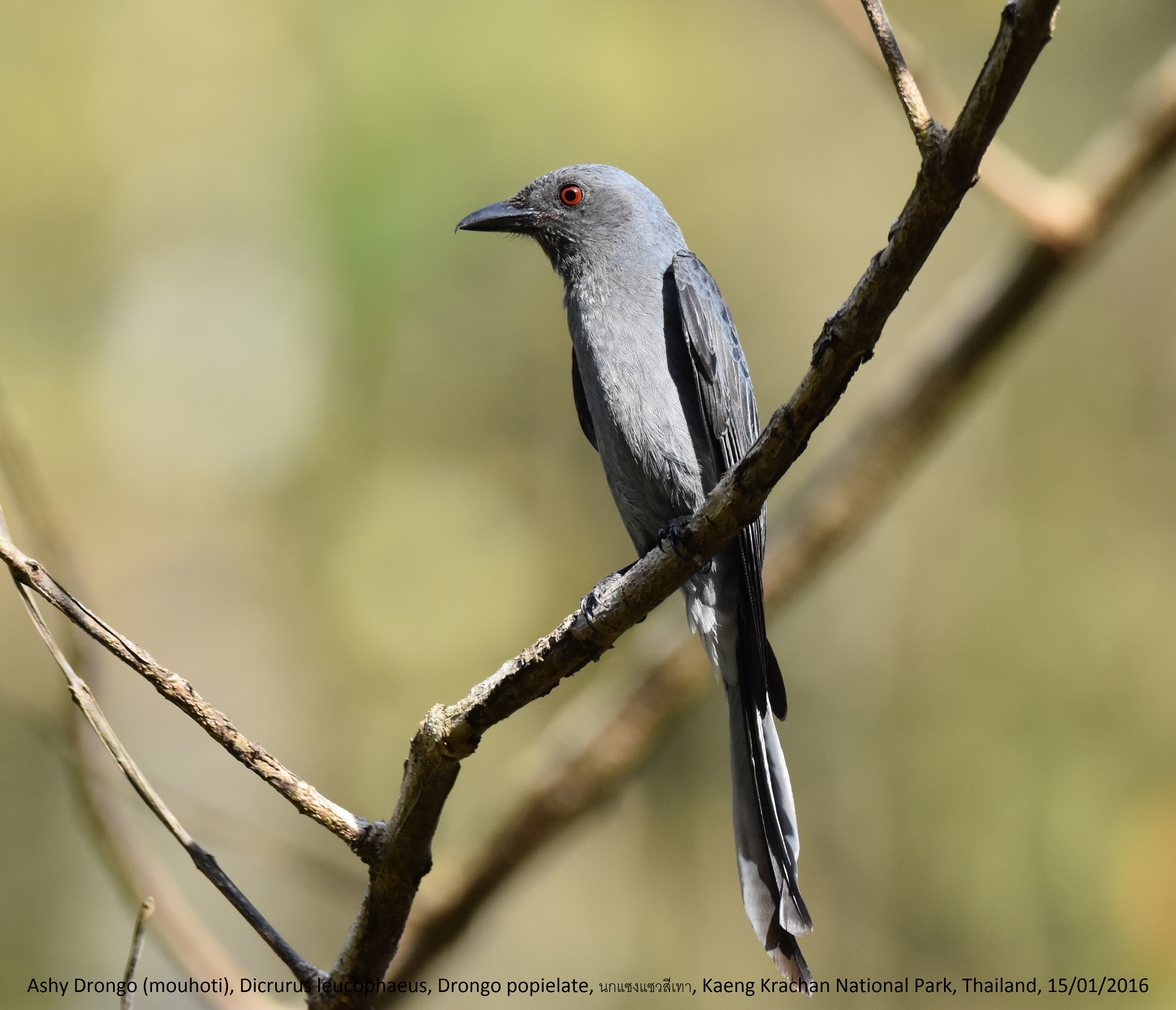 Details : Ashy Drongo - BirdGuides
