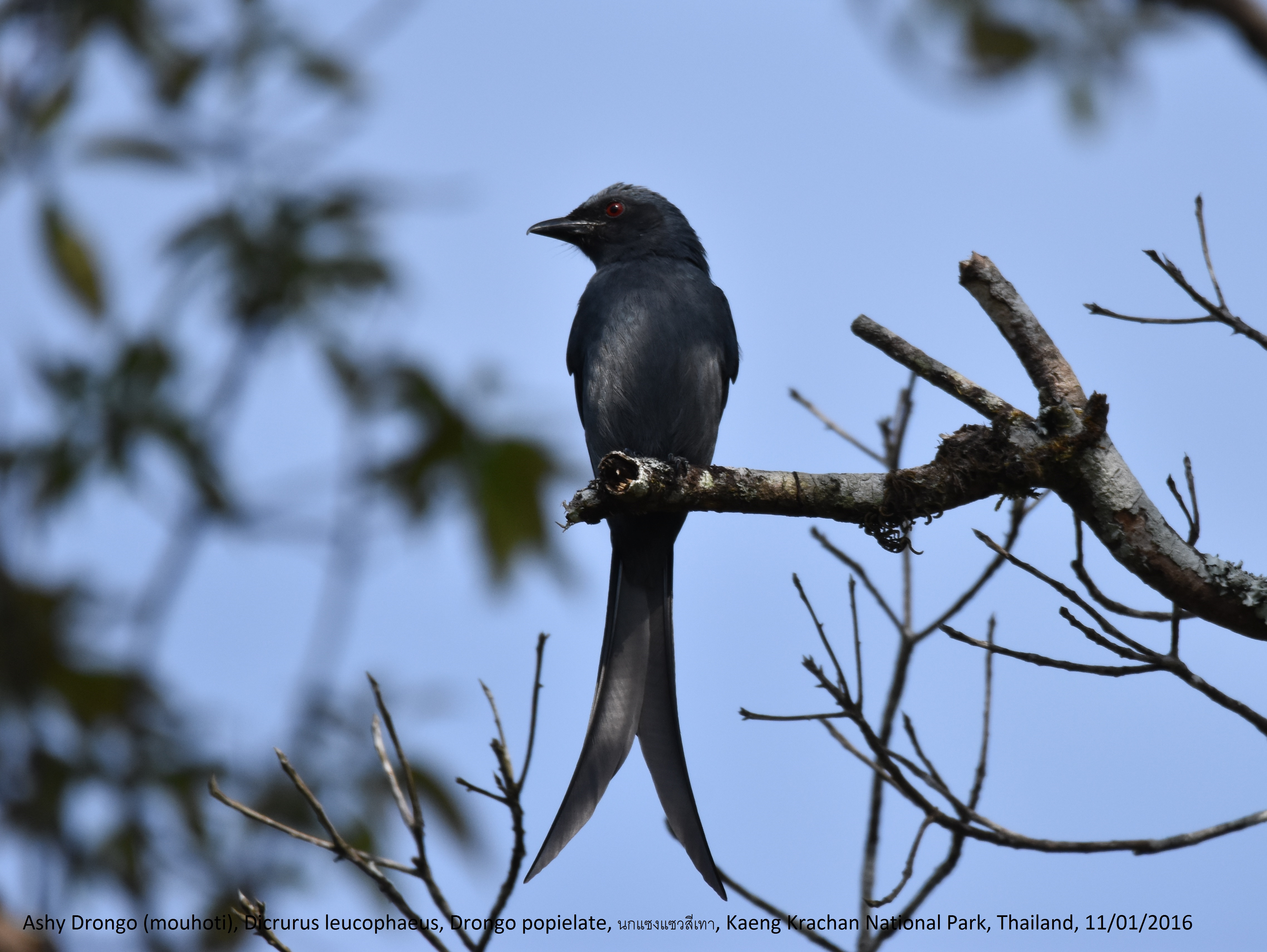 Details : Ashy Drongo - BirdGuides