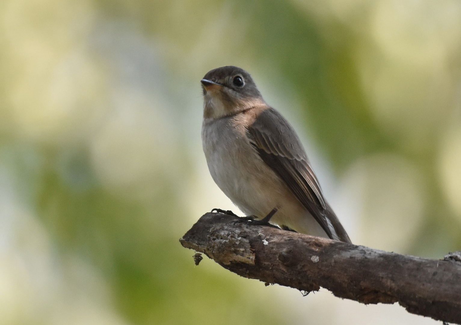 Asian Brown Flycatcher by Lukasz Pulawski - BirdGuides
