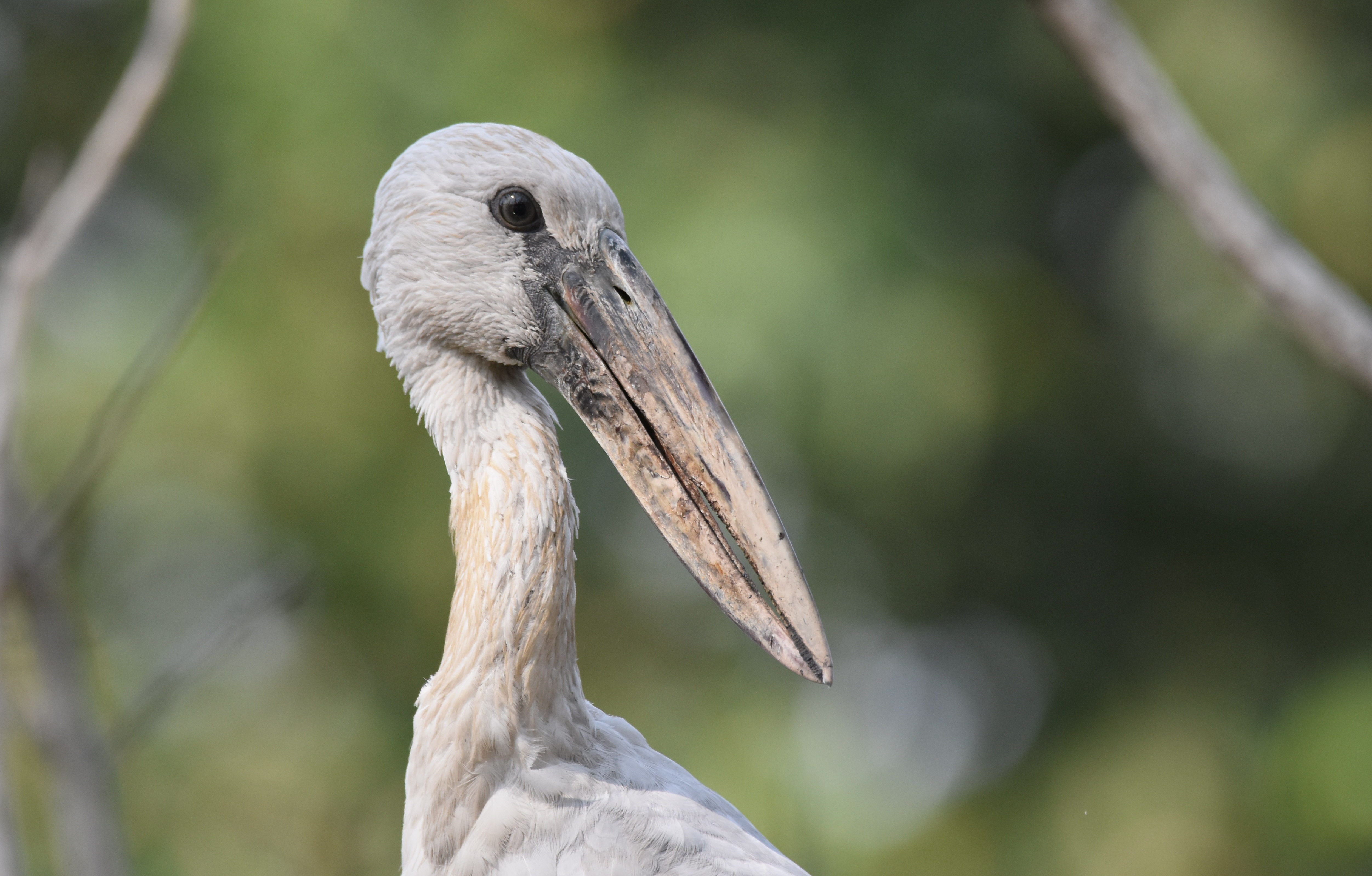 Details : Asian Openbill - BirdGuides