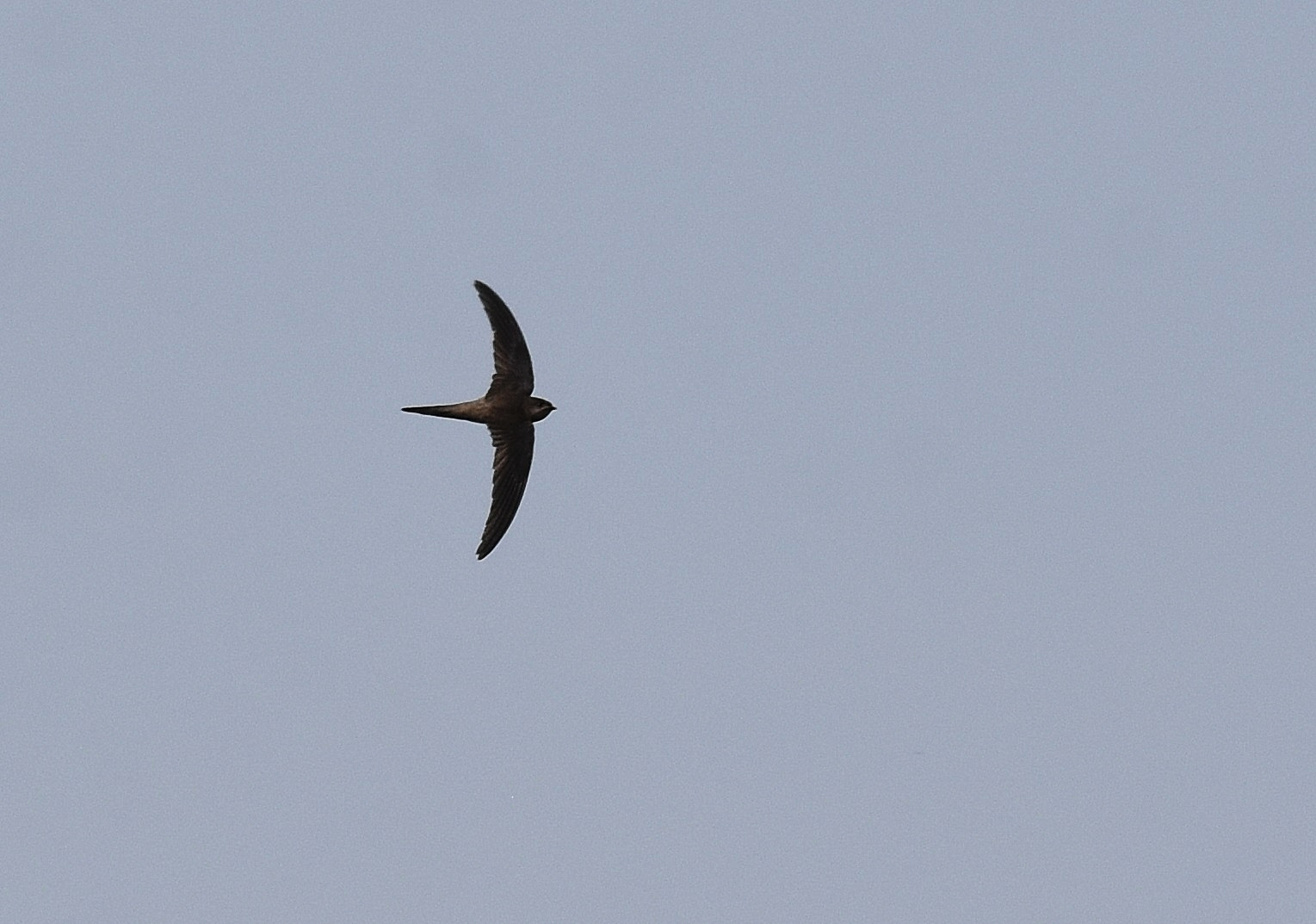 Details : Asian Palm Swift - BirdGuides