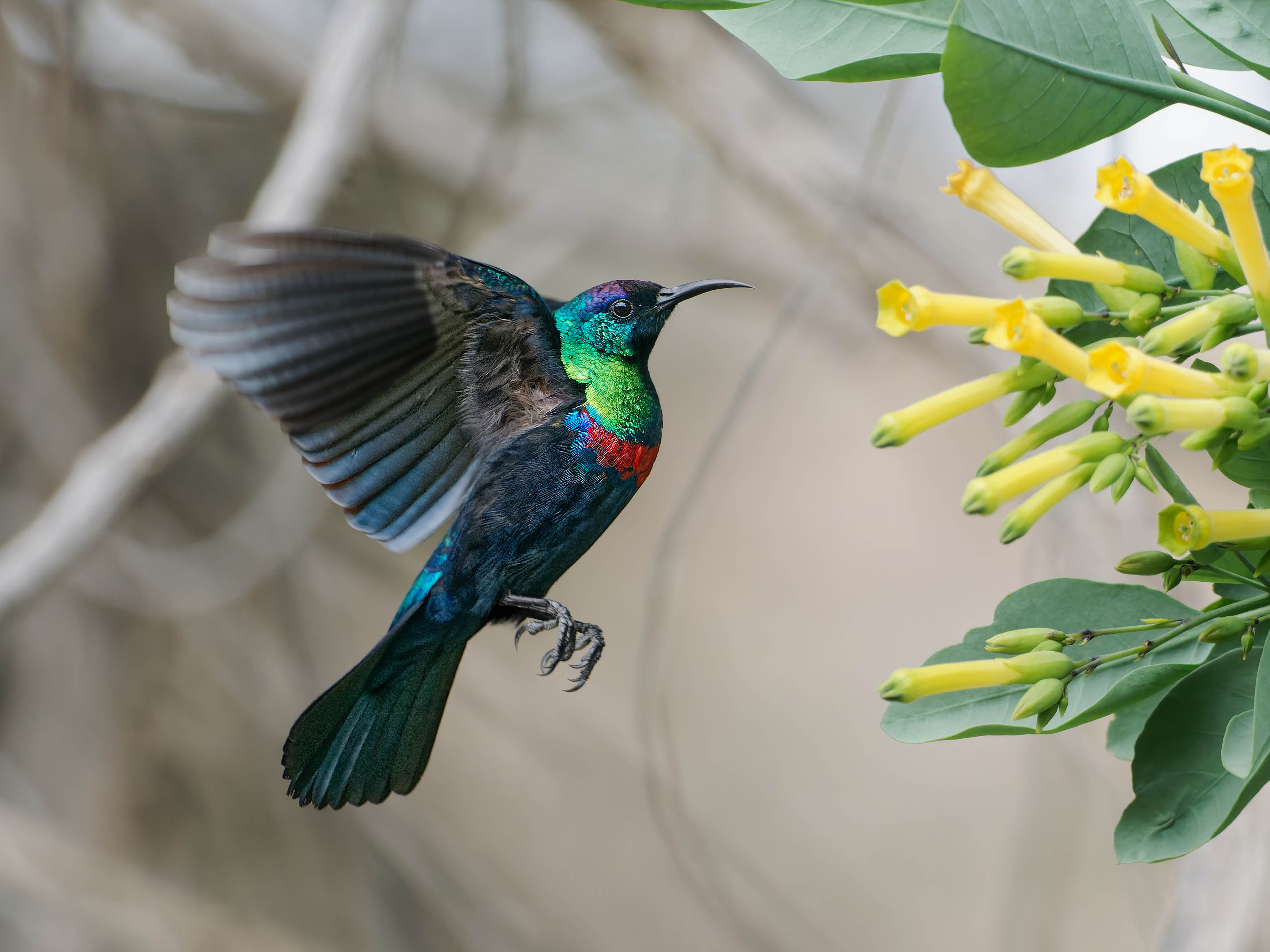 Details : Arabian Sunbird - BirdGuides