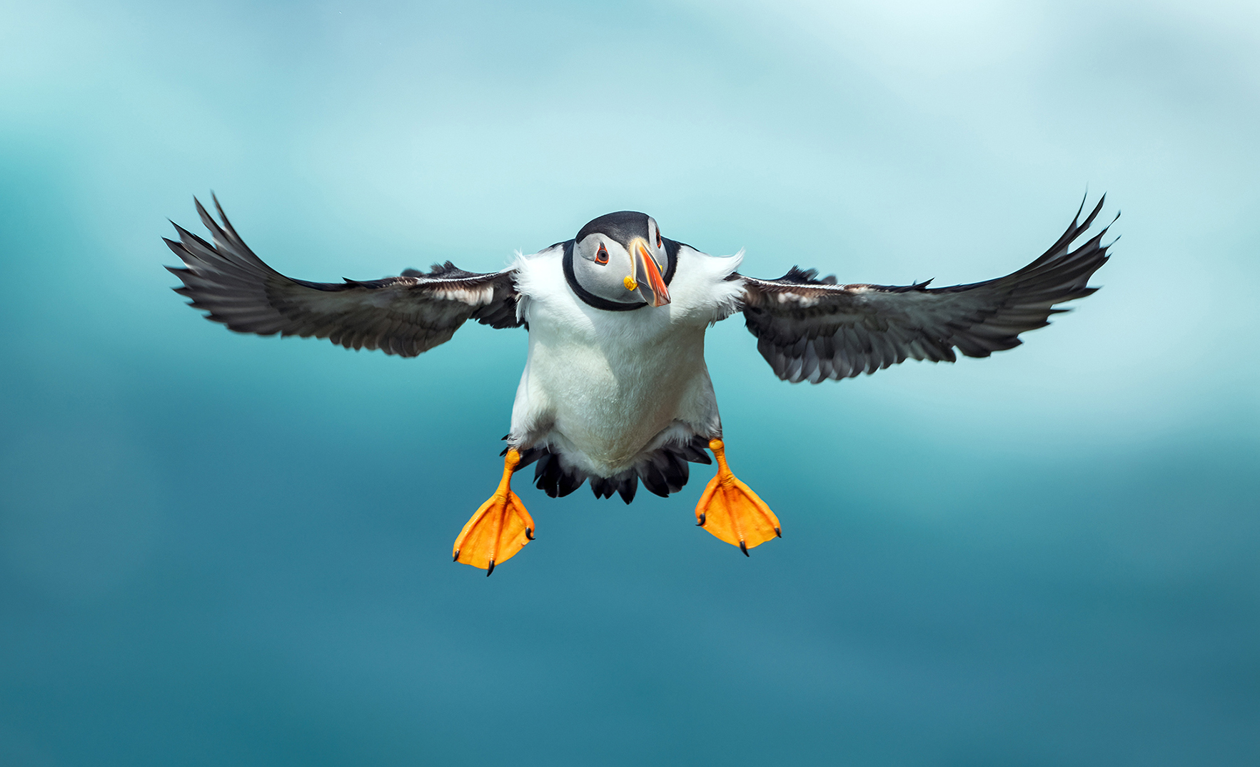 Puffin by Nigel Kiteley - BirdGuides