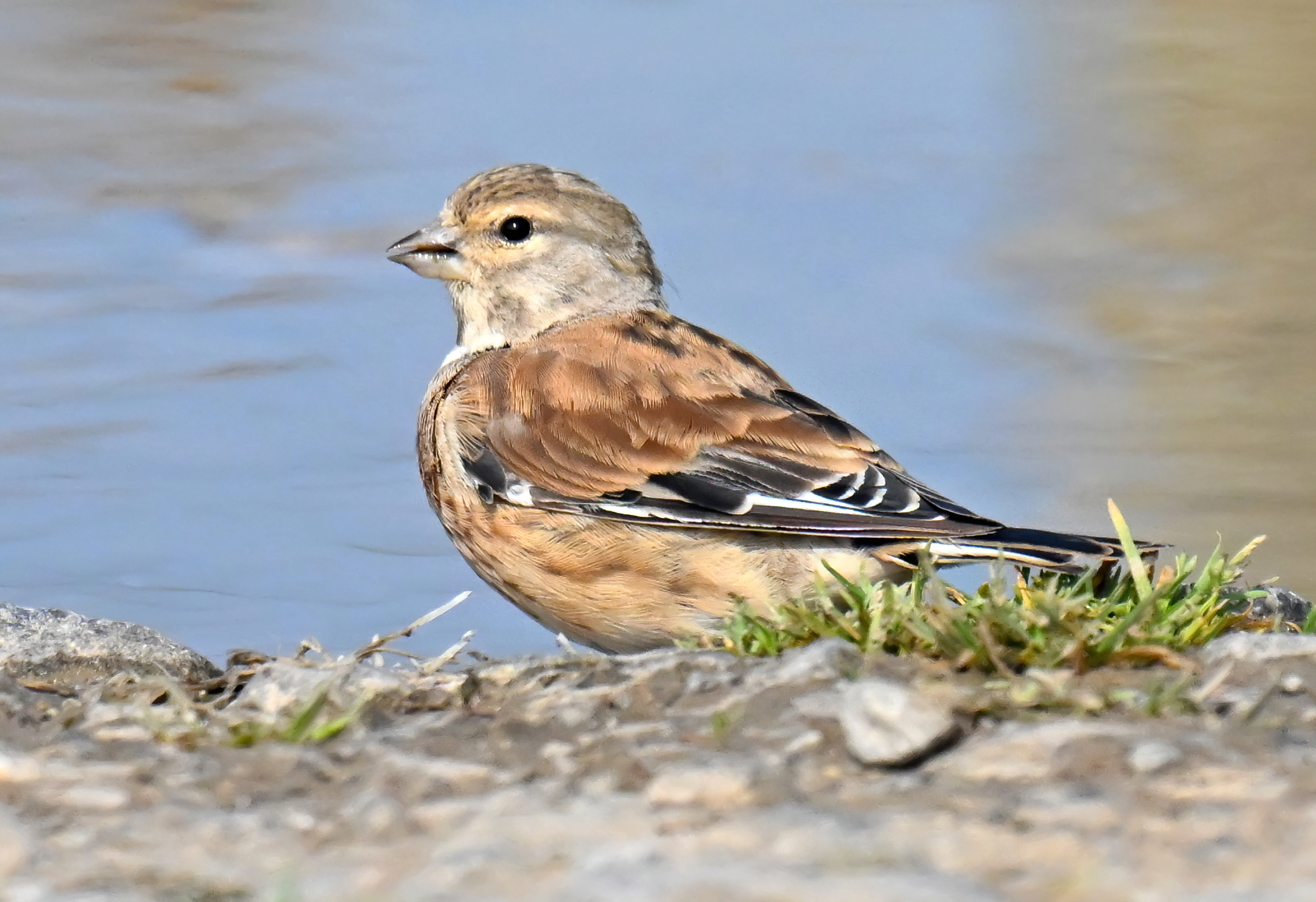 Common Linnet by Carl Bovis - BirdGuides