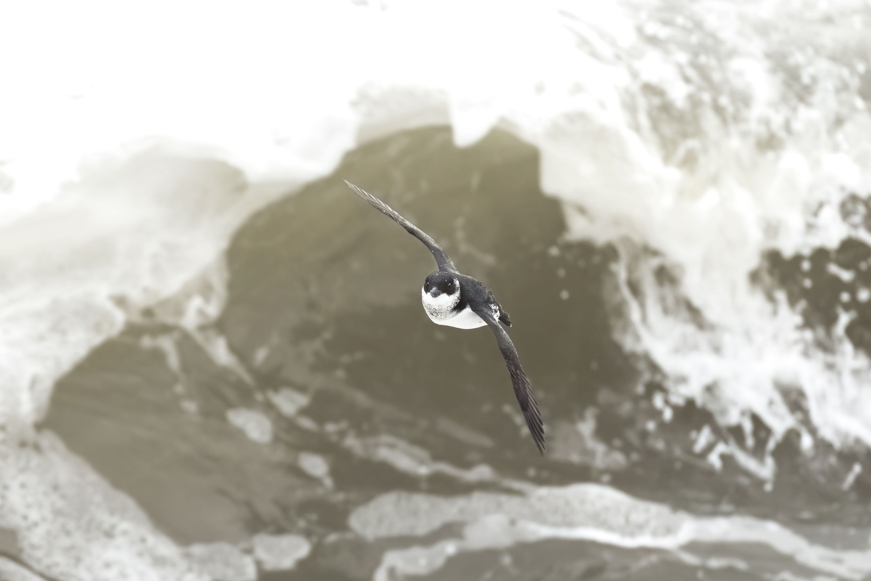 Little Auk by Colin Bradshaw - BirdGuides