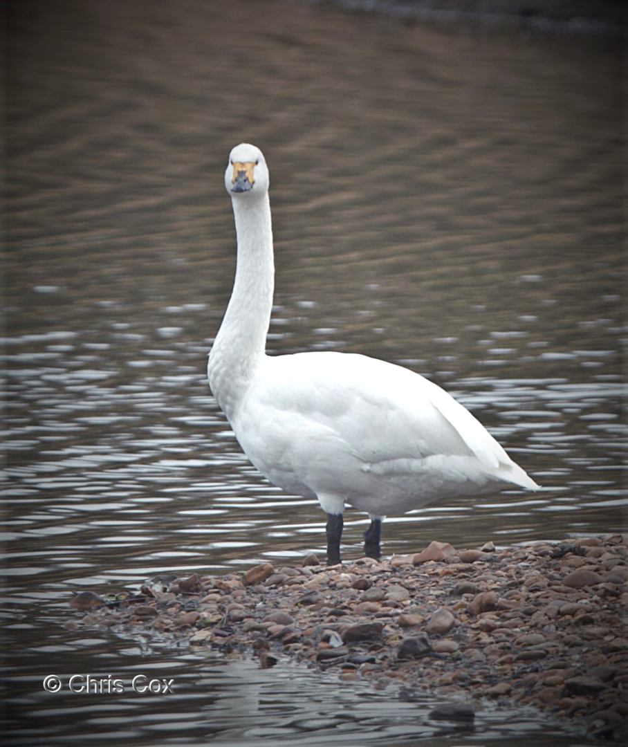 Bewick's Swan by Christopher Cox - BirdGuides