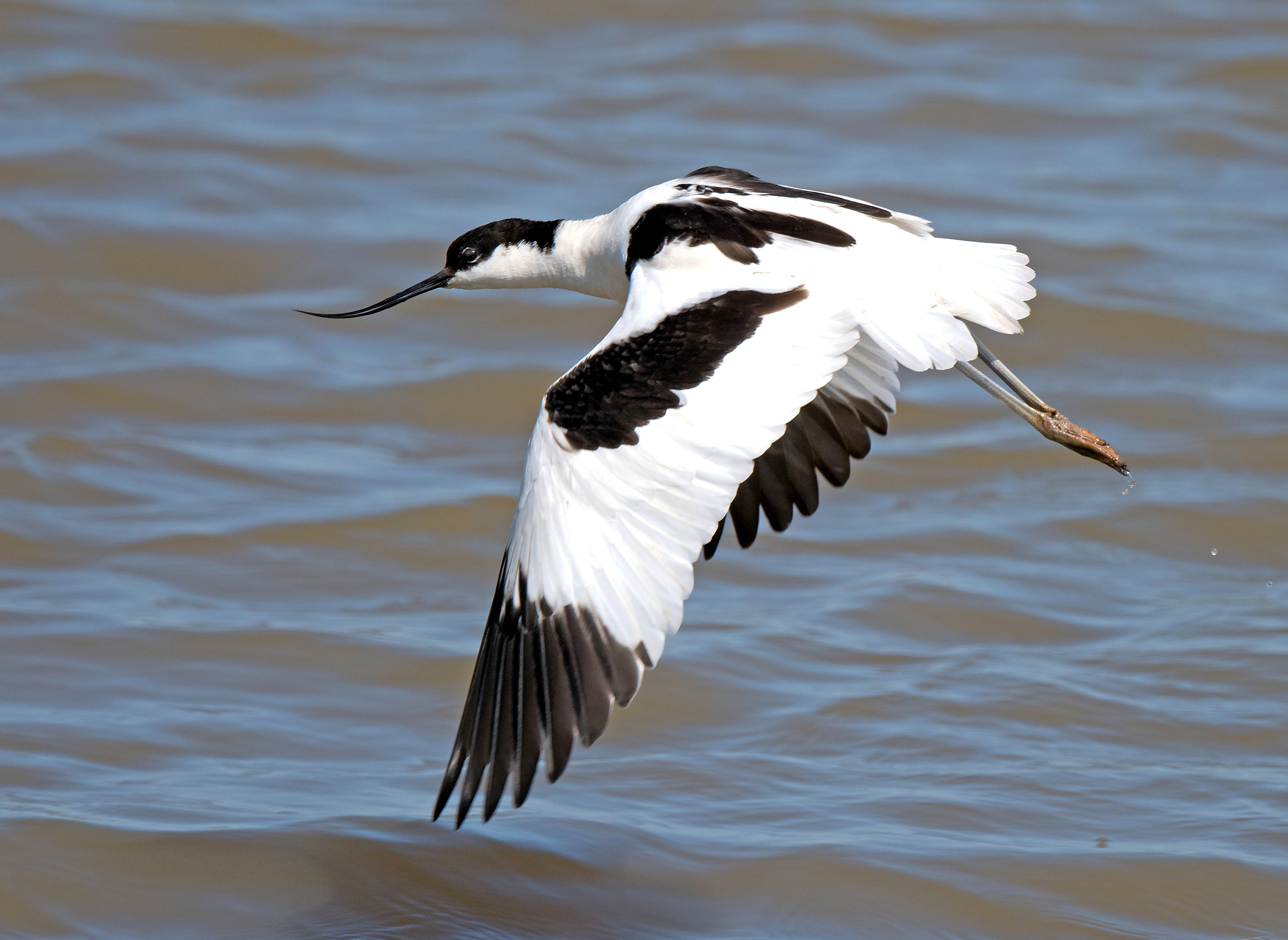 Tory anger over RSPB campaign - BirdGuides