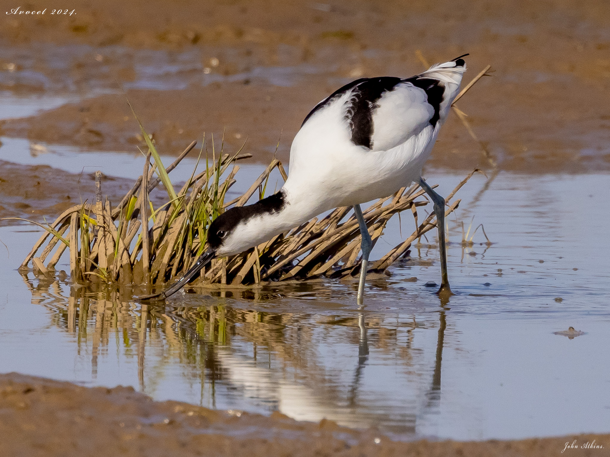 Avocet by John Atkins - BirdGuides