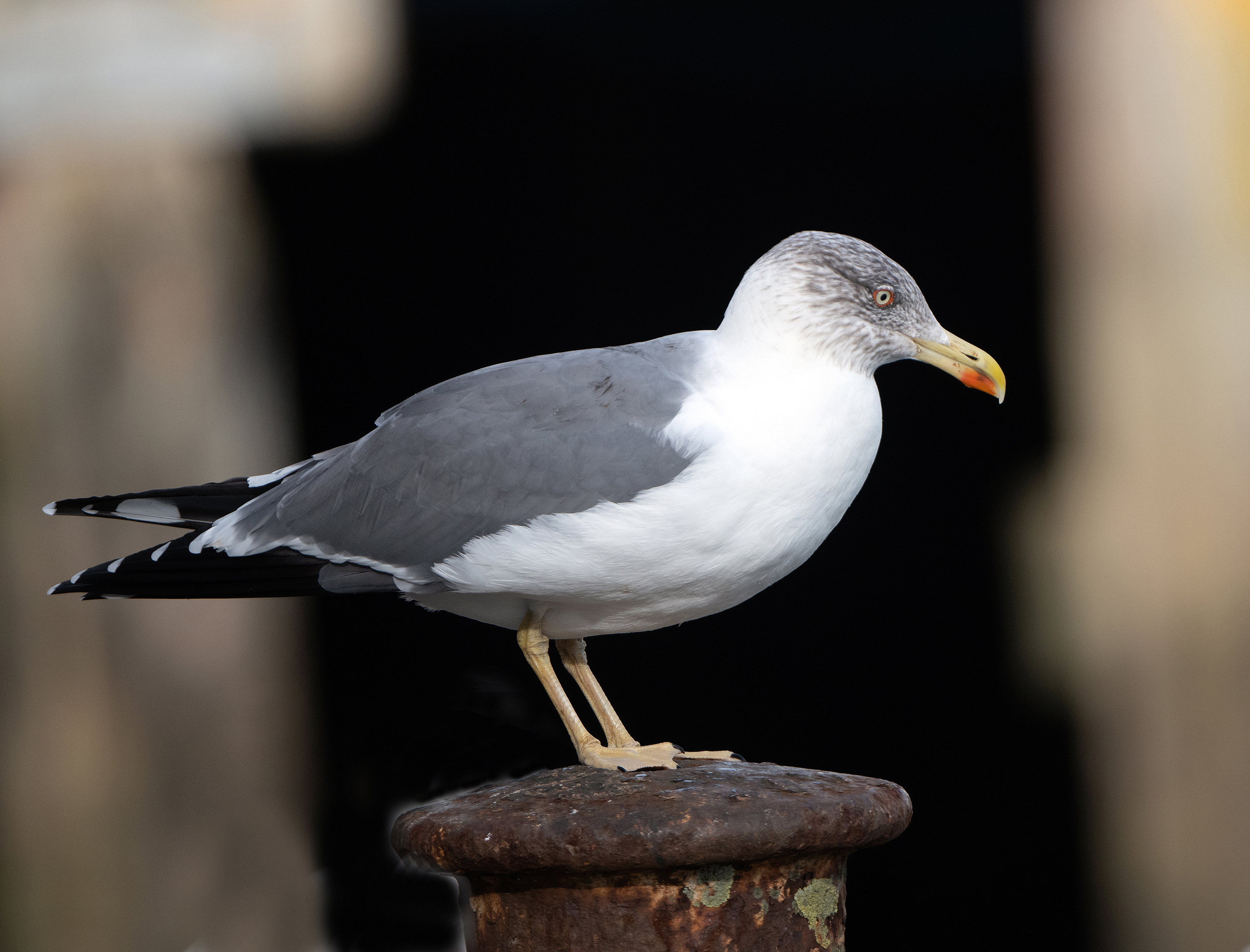 Azores Gull by Alex Mckechnie - BirdGuides
