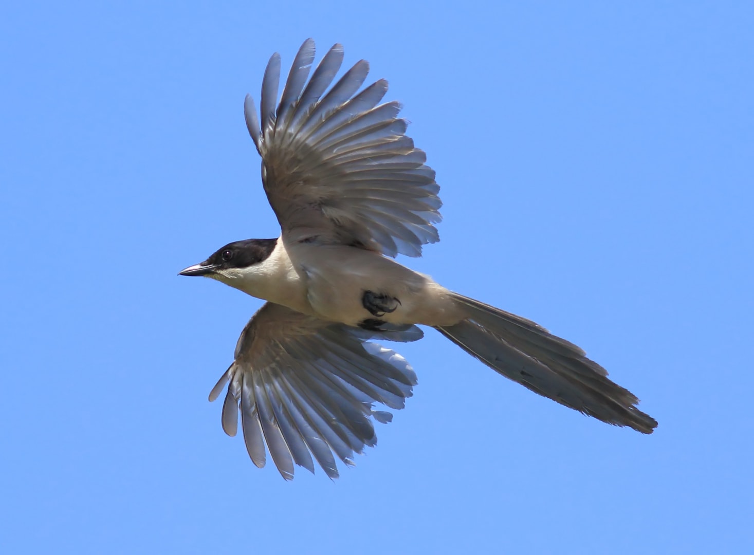 Azure-winged Magpie by Jim P - BirdGuides