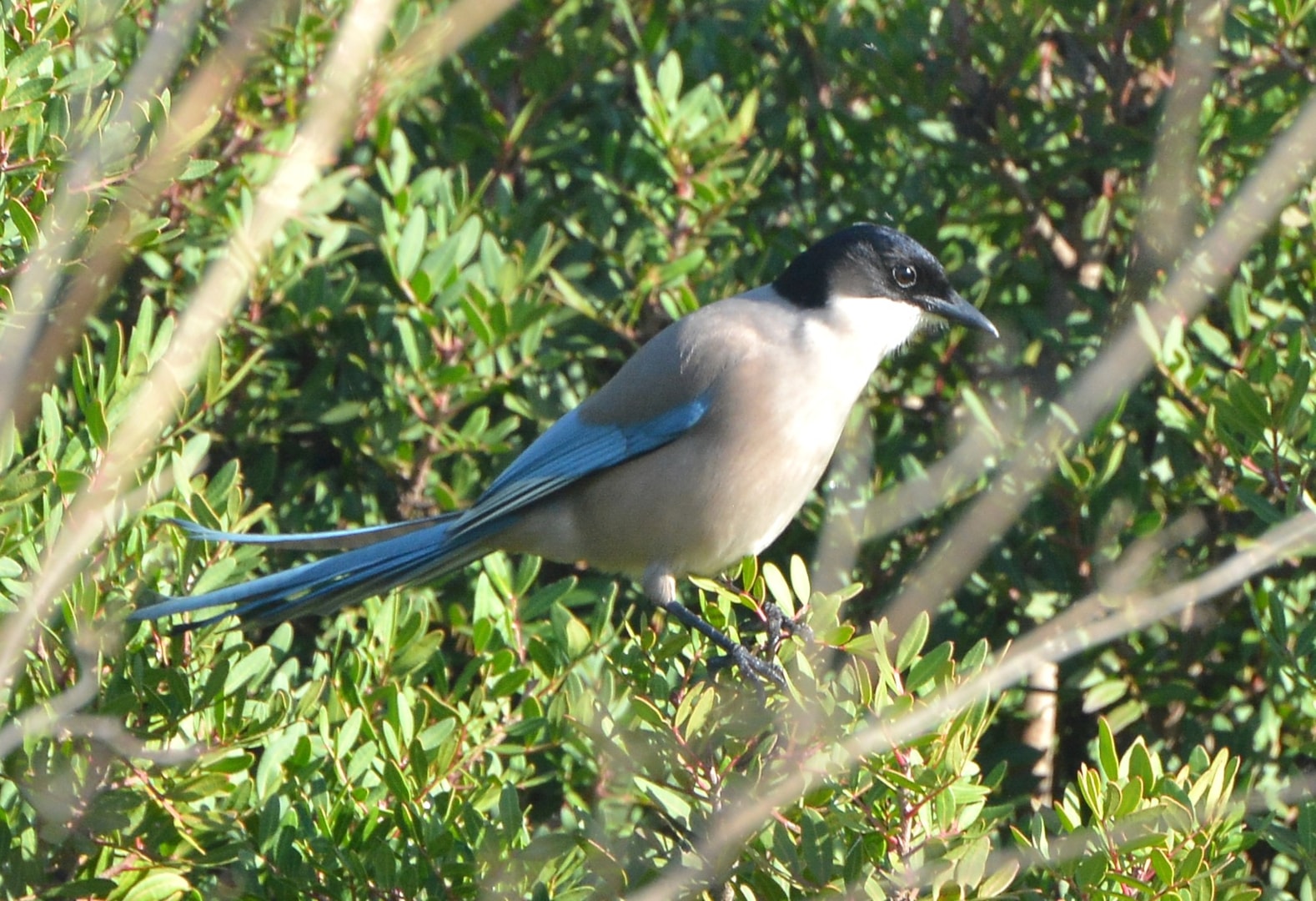 Azure-winged Magpie by Carl Hewitt - BirdGuides