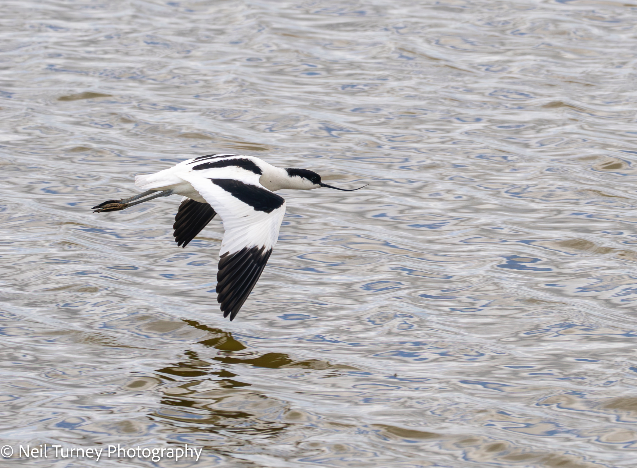 Avocet by Neil Turney - BirdGuides