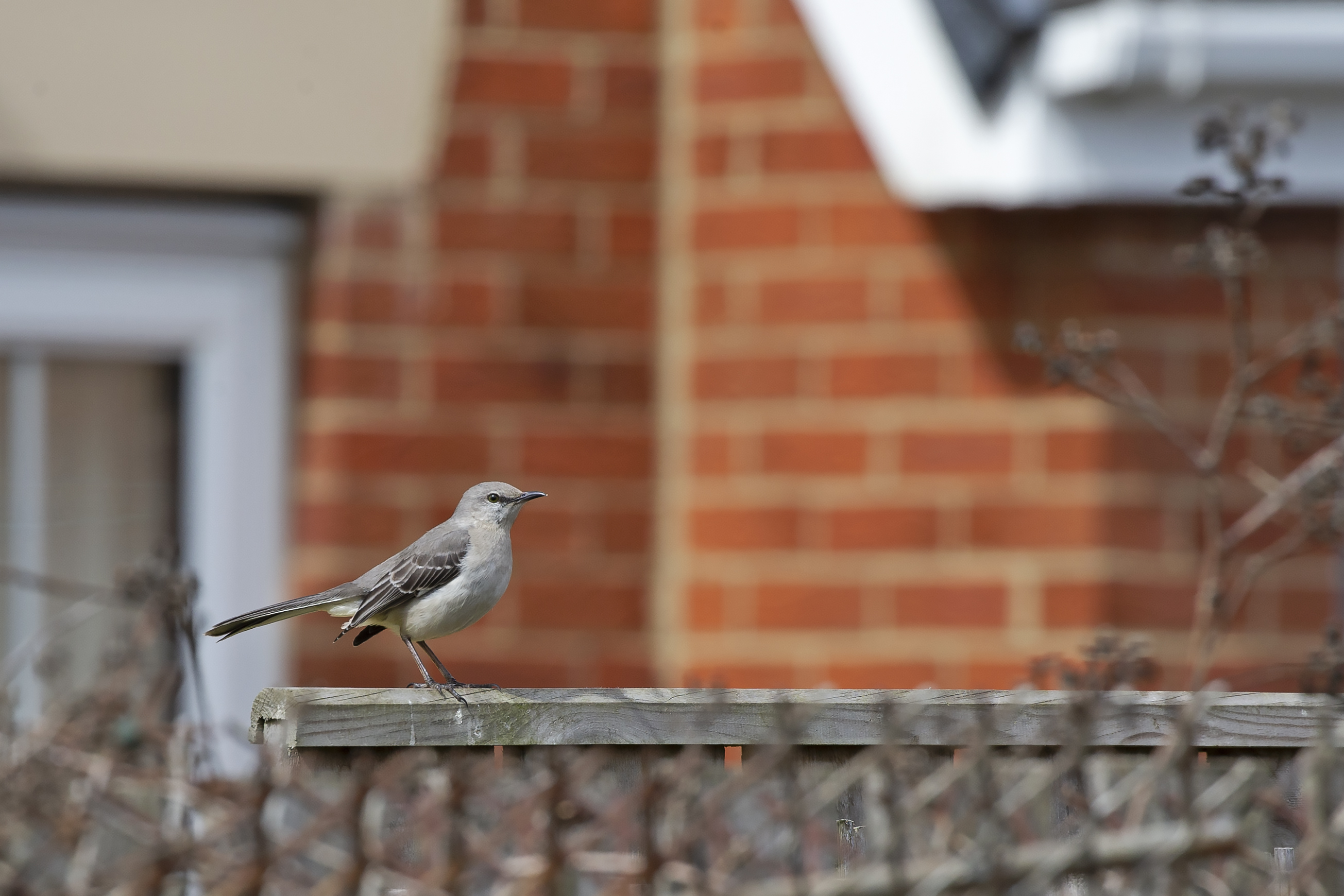Details : Northern Mockingbird - BirdGuides