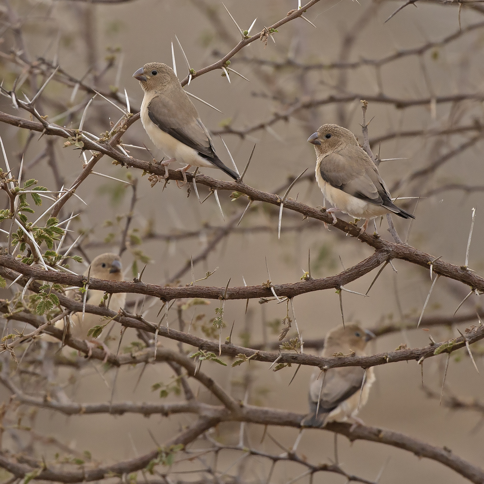 Details : African Silverbill - BirdGuides