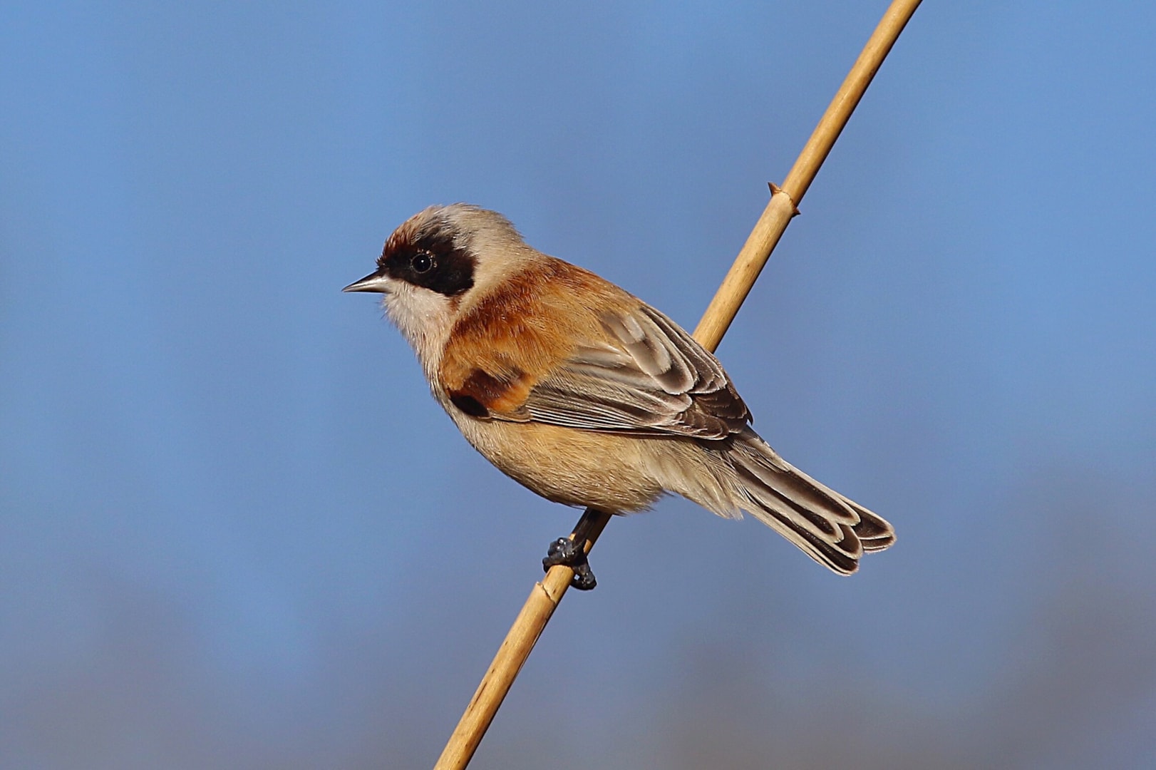 Eurasian Penduline Tit by Edmund Mackrill - BirdGuides